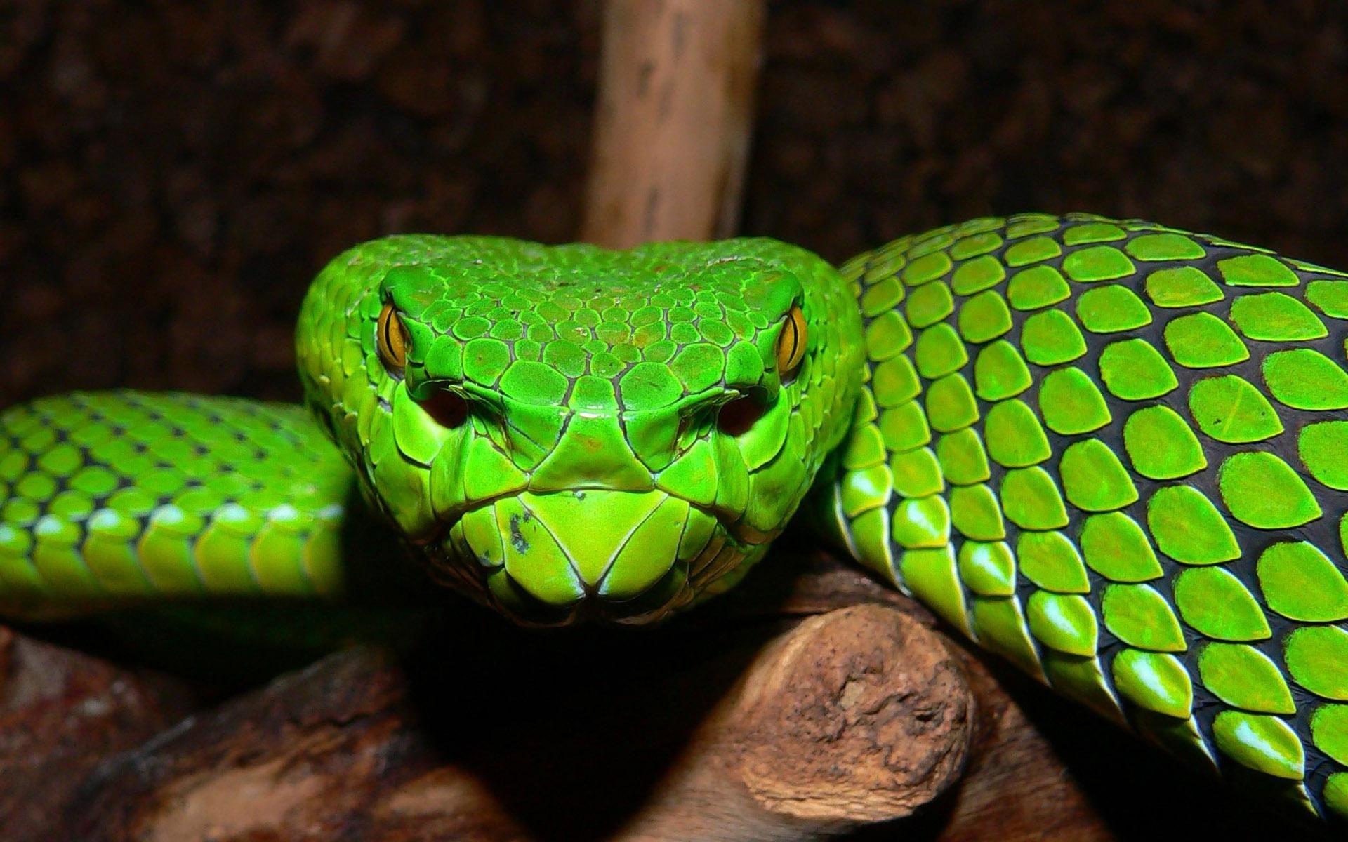 Snake Face Wallpapers - Top Free Snake Face Backgrounds - WallpaperAccess