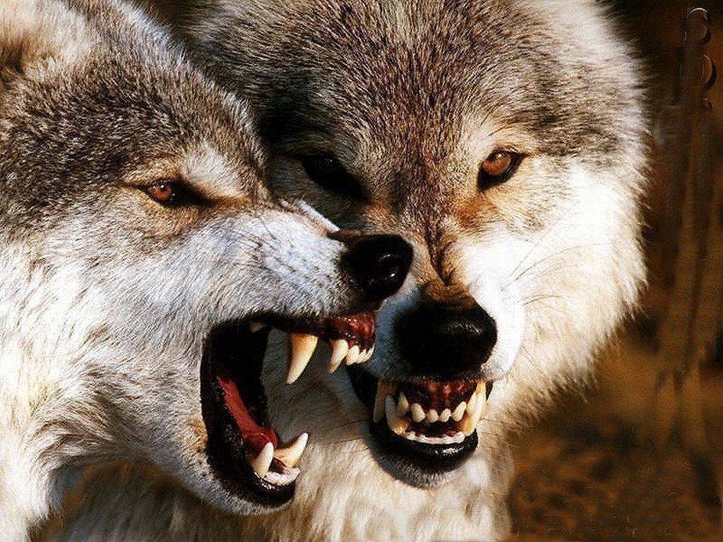 Angry Wolf Face Wallpapers - Top Free Angry Wolf Face Backgrounds ...