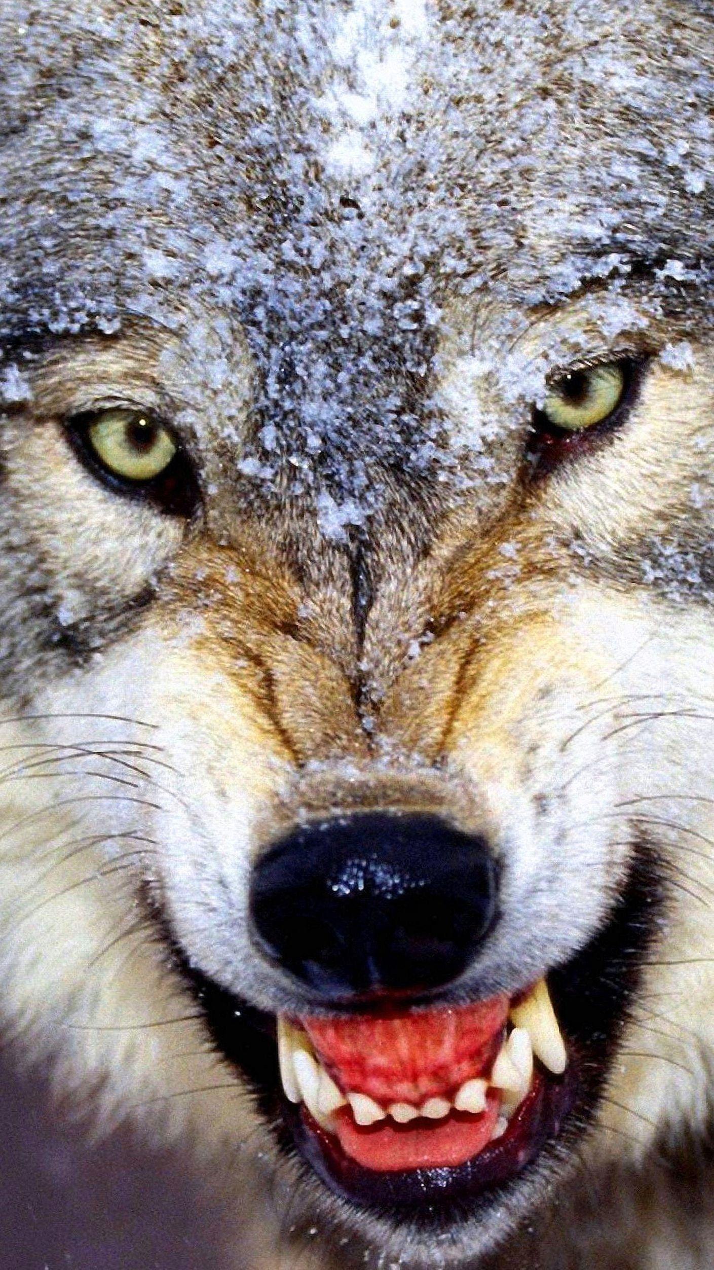 Angry Wolf Face Wallpapers - Top Free Angry Wolf Face Backgrounds ...