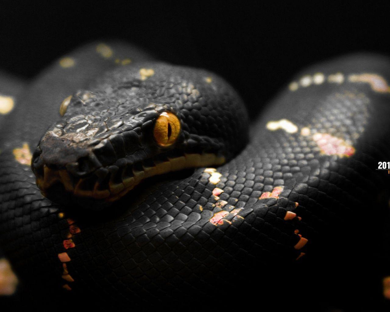 Snake Face Wallpapers - Top Free Snake Face Backgrounds - WallpaperAccess
