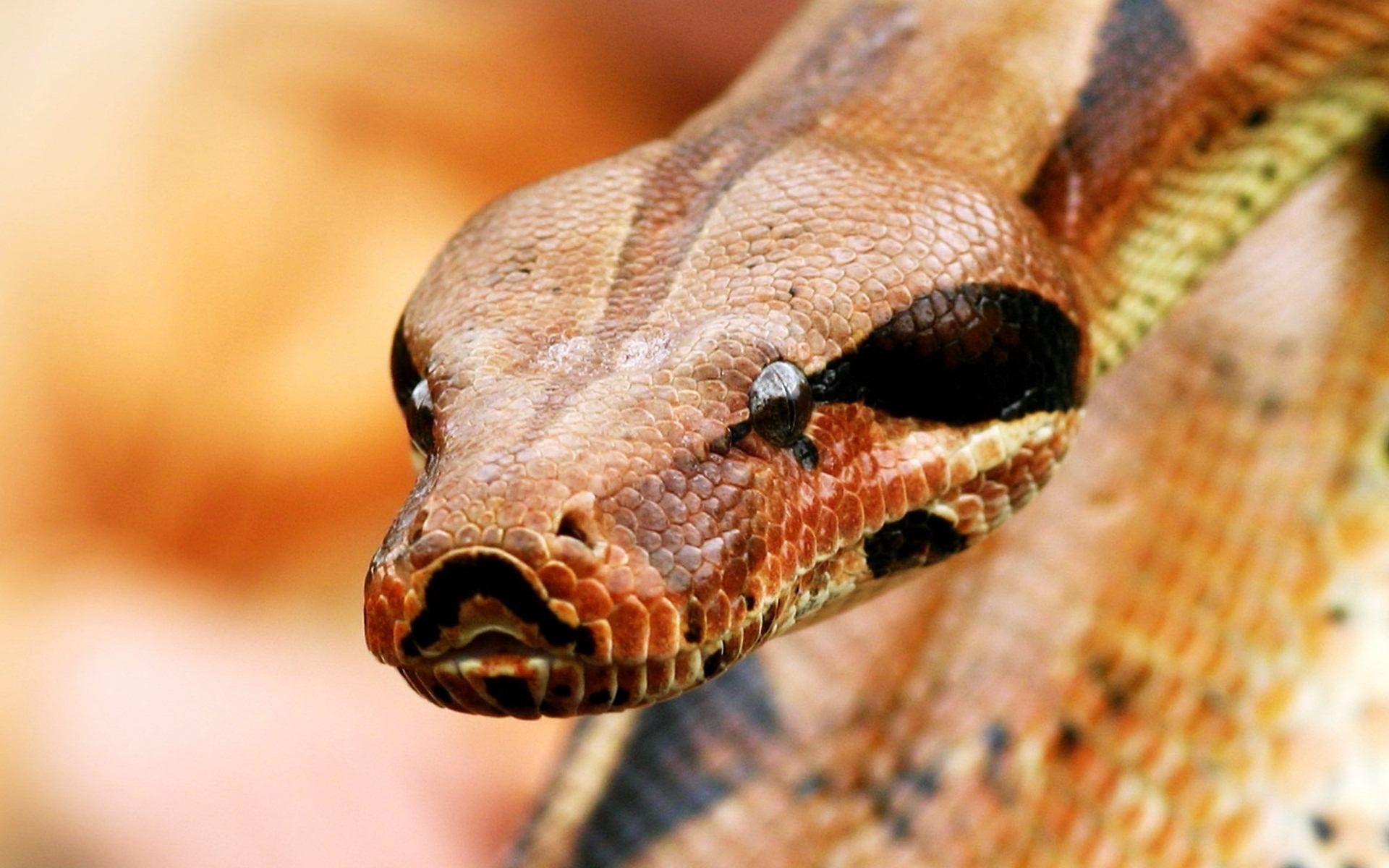 Snake Face Wallpapers - Top Free Snake Face Backgrounds - WallpaperAccess