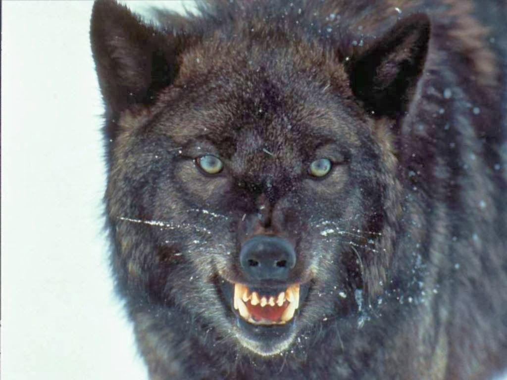 Angry Wolf Face Wallpapers - Top Free Angry Wolf Face Backgrounds ...