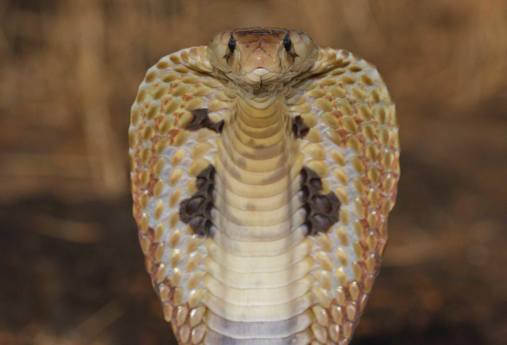 Snake Face Wallpapers - Top Free Snake Face Backgrounds - WallpaperAccess