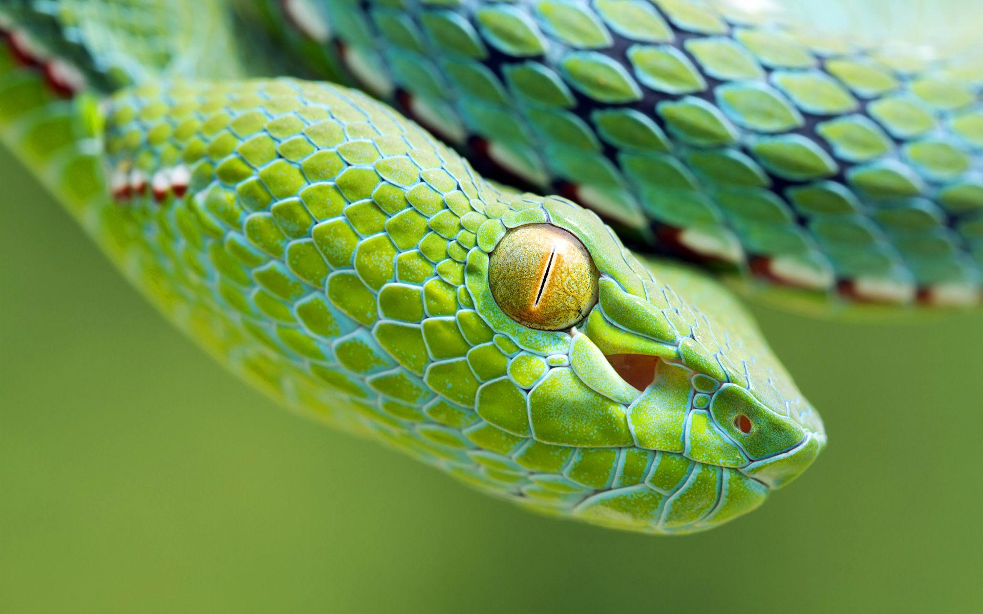 Snake Face Wallpapers - Top Free Snake Face Backgrounds - WallpaperAccess