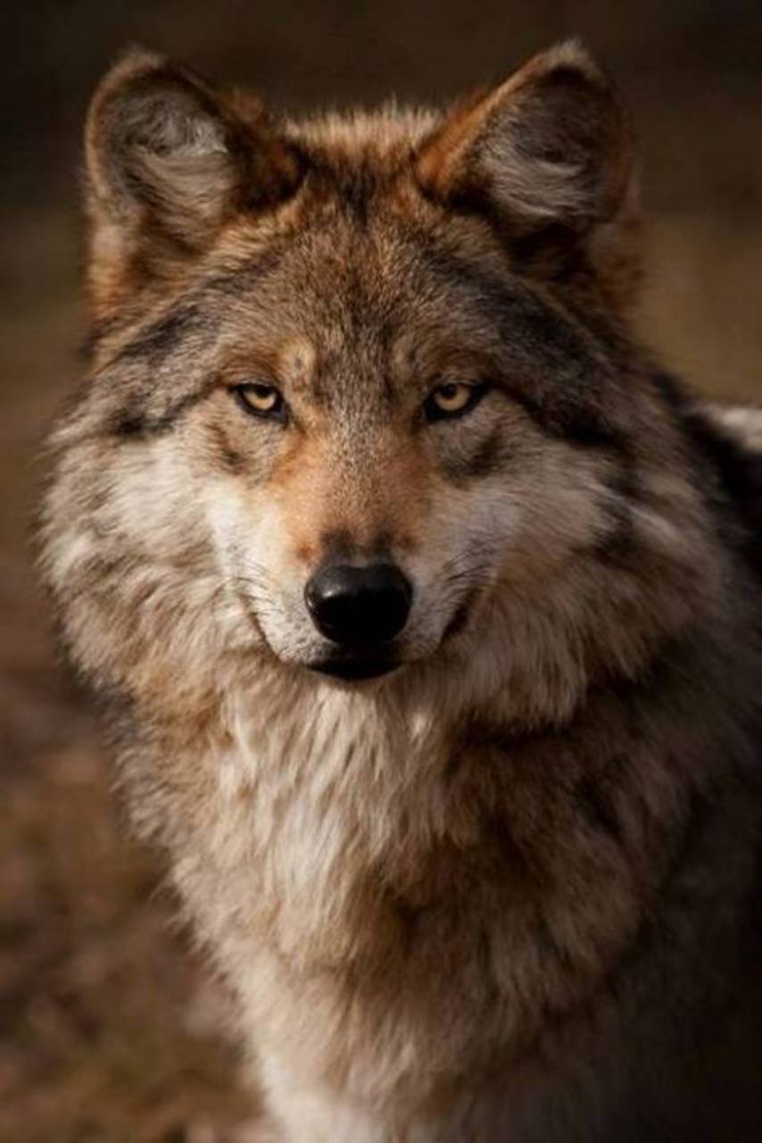 Angry Wolf Face Wallpapers - Top Free Angry Wolf Face Backgrounds ...