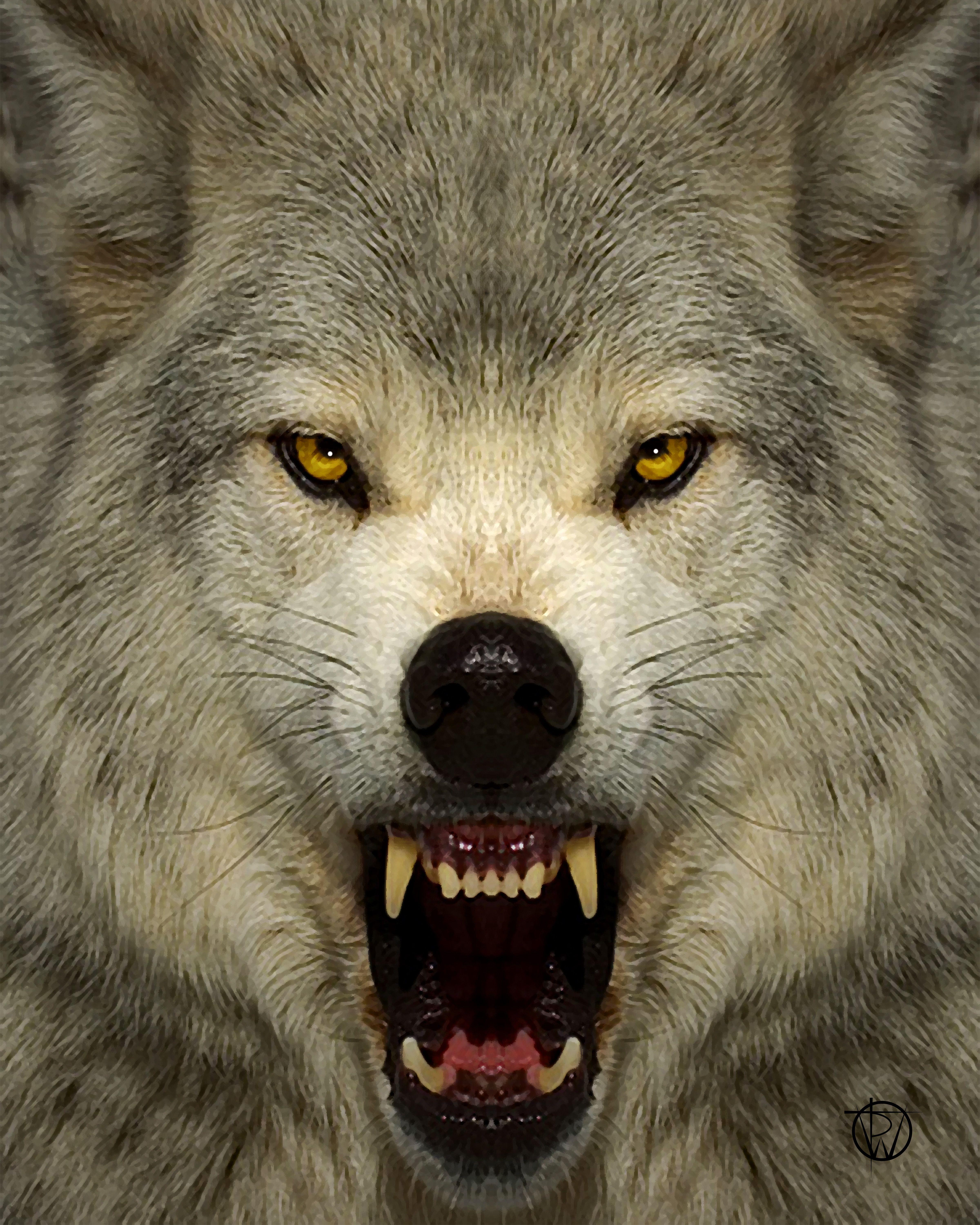 Angry Wolf Face Wallpapers - Top Free Angry Wolf Face Backgrounds ...