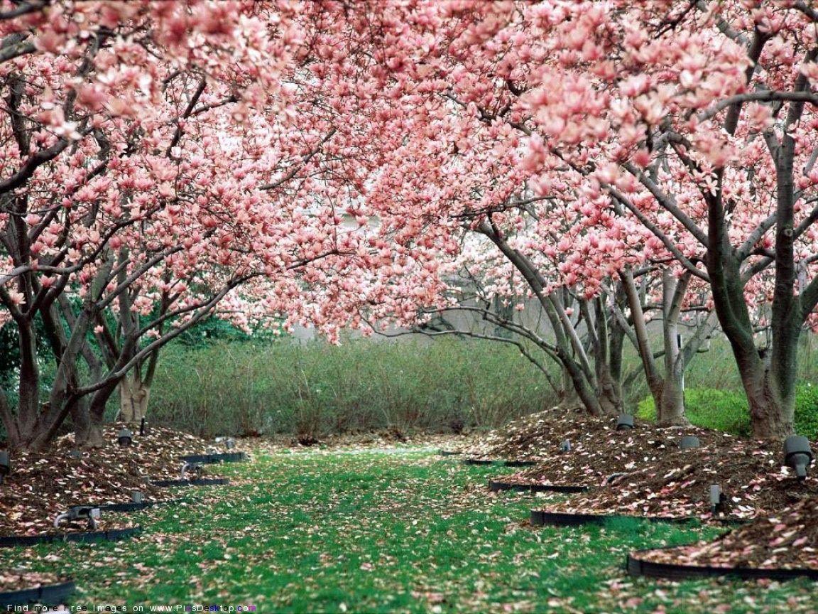 Nature Springtime Wallpapers - Top Free Nature Springtime Backgrounds ...