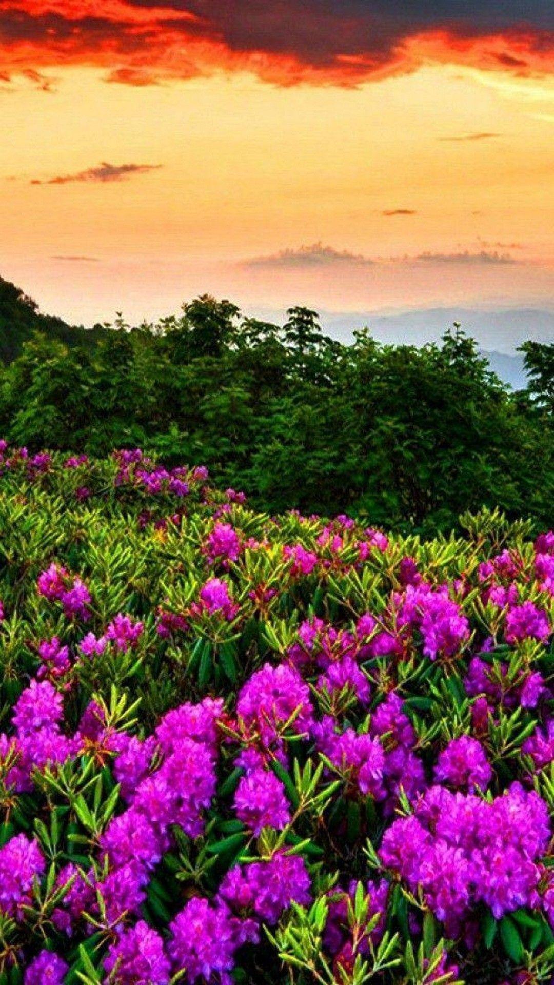 Nature Springtime Wallpapers - Top Free Nature Springtime Backgrounds ...