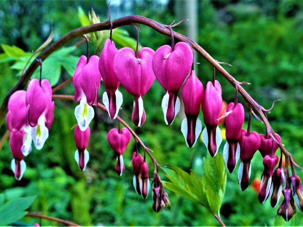 Heart Shaped Flowers Hd Wallpapers | Best Flower Site