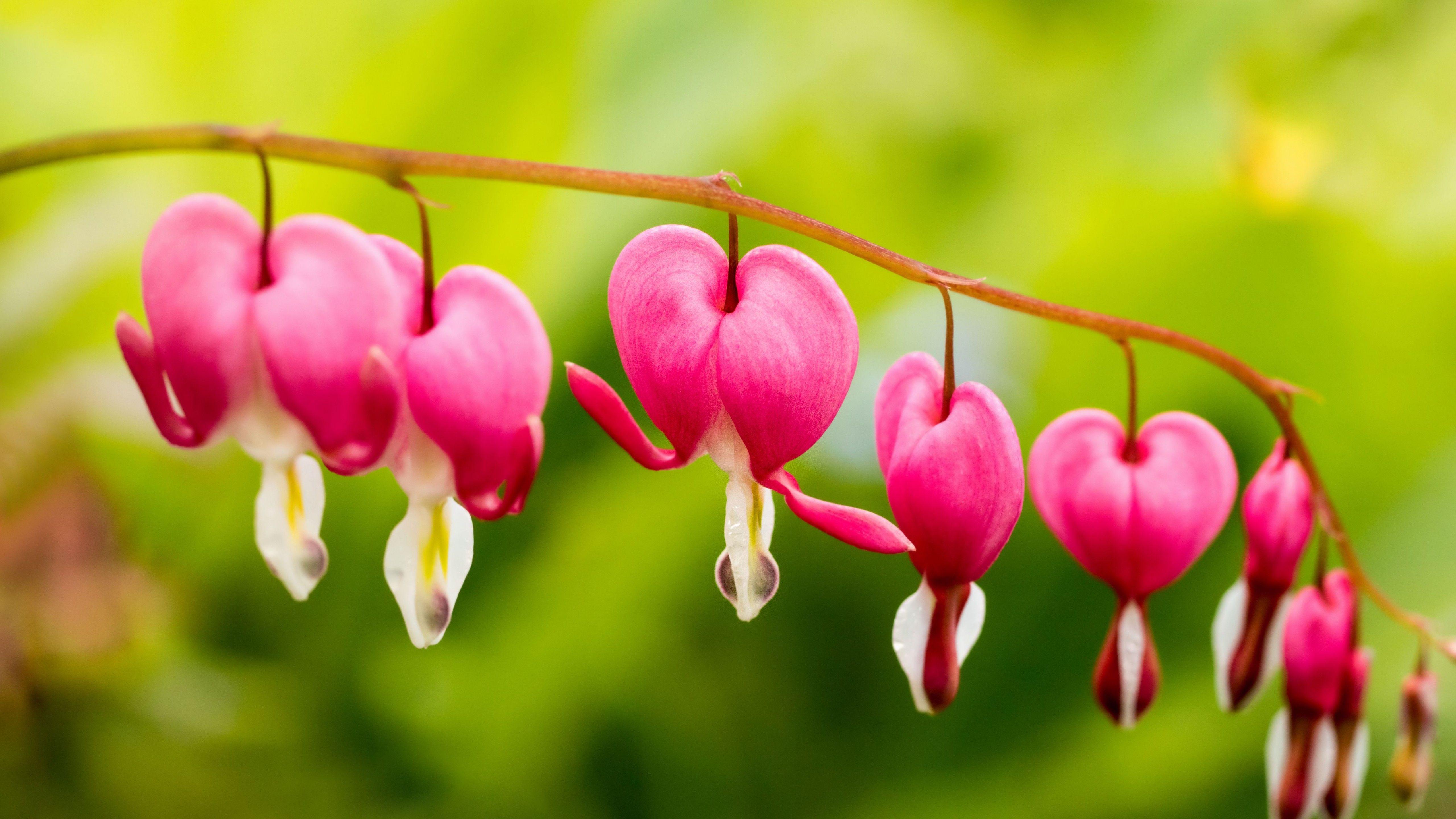 Hearts Flowers Wallpapers - Top Free Hearts Flowers Backgrounds ...