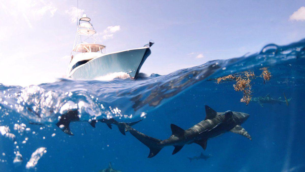 Deep Sea Fishing Wallpapers - Top Free Deep Sea Fishing Backgrounds ...