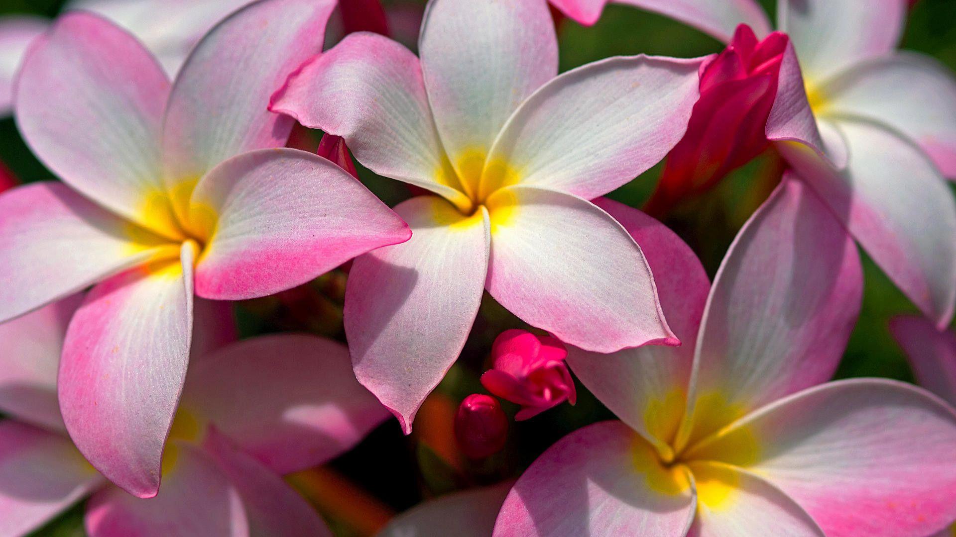 Tropical Floral Desktop Wallpapers - Top Free Tropical Floral Desktop ...