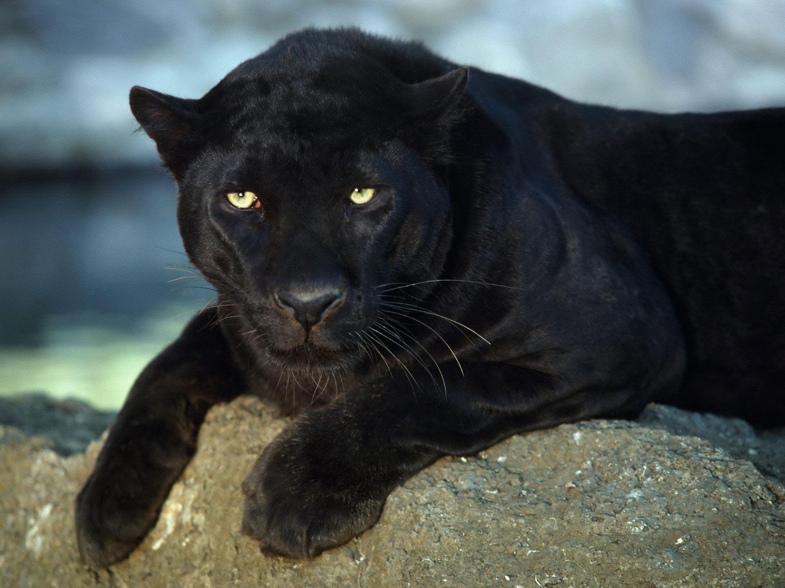 Cool Panther Wallpapers - Top Free Cool Panther Backgrounds ...