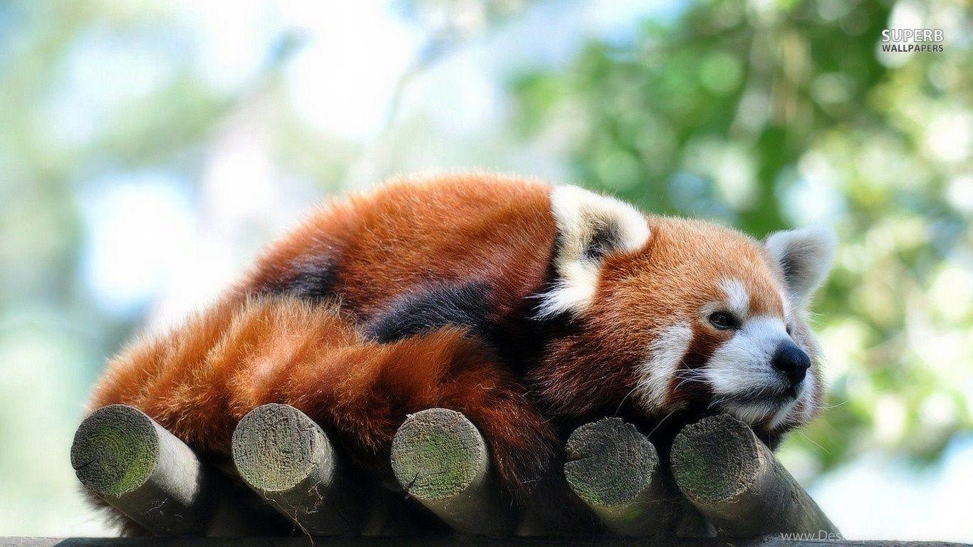 Baby Red Panda Wallpapers - Top Free Baby Red Panda Backgrounds ...