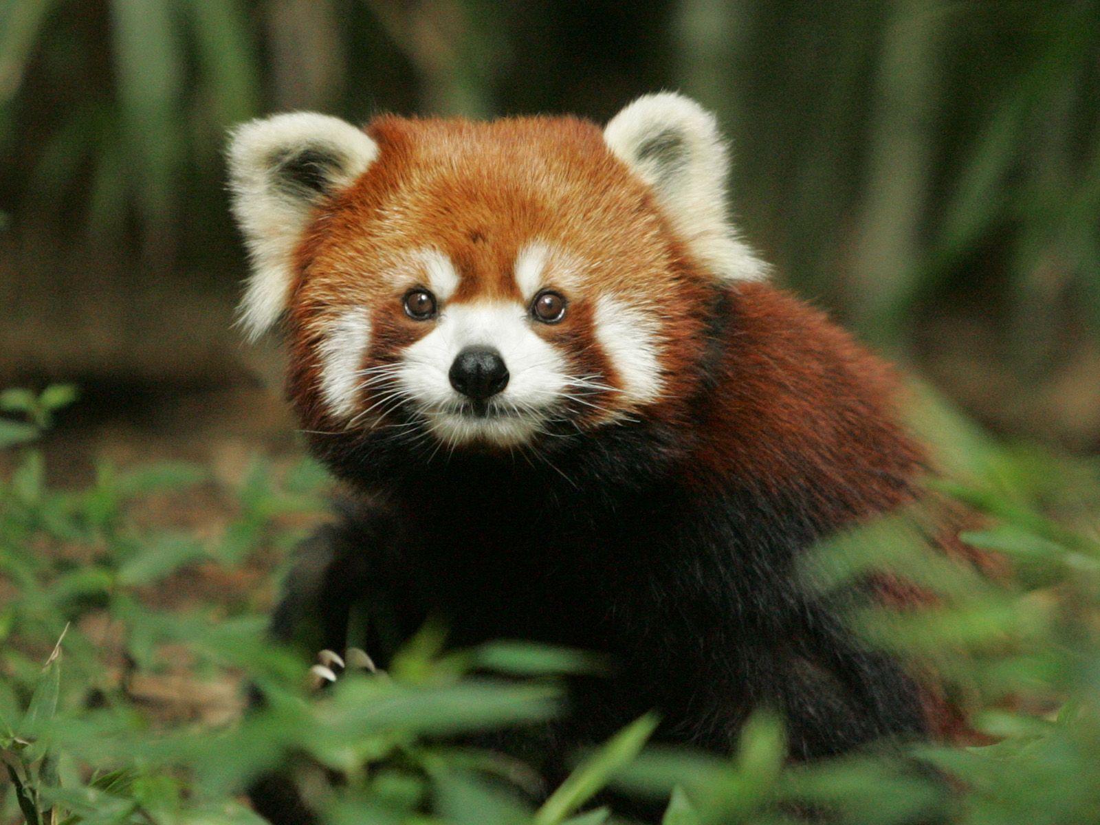 Baby Red Panda Wallpapers - Top Free Baby Red Panda Backgrounds ...