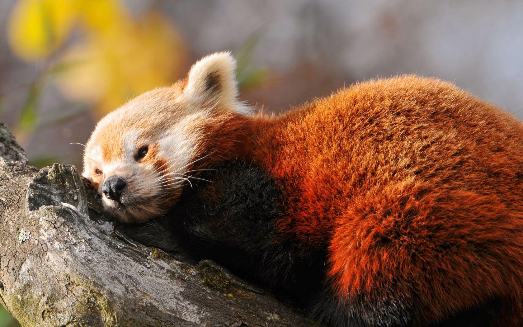 Baby Red Panda Wallpapers - Top Free Baby Red Panda Backgrounds ...