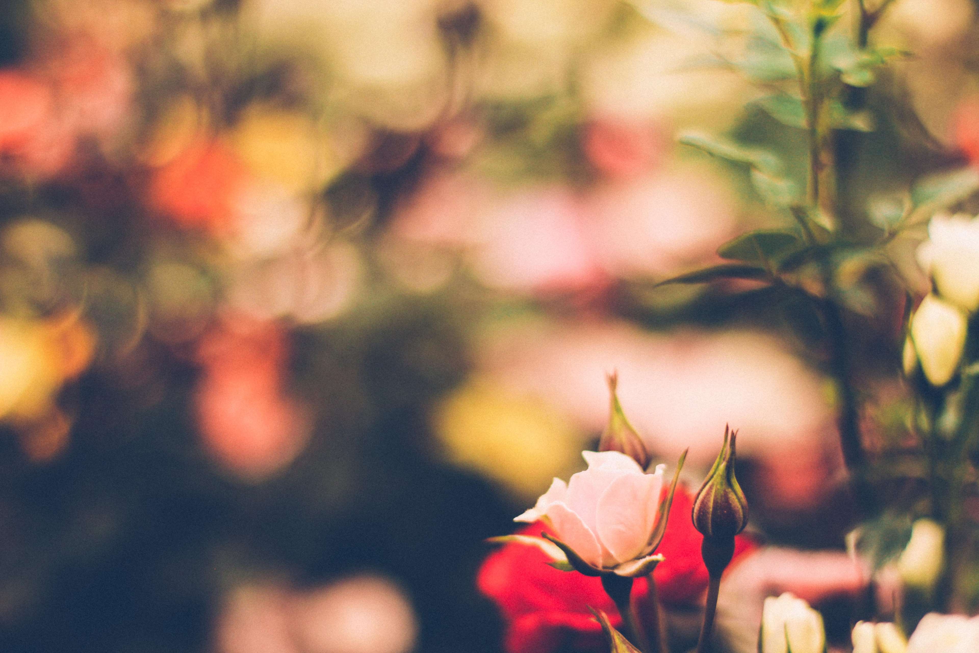 Red Rose Vintage Wallpapers - Top Free Red Rose Vintage Backgrounds ...