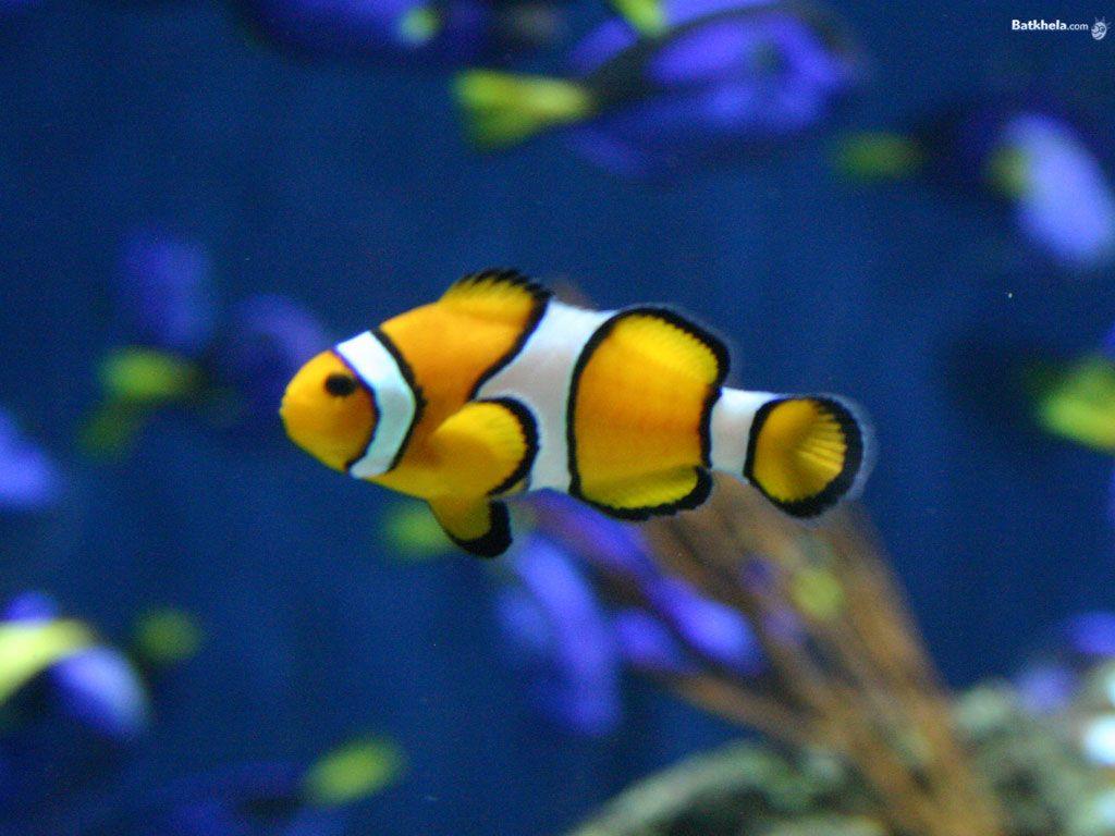 Color Fish Wallpapers - Top Free Color Fish Backgrounds - WallpaperAccess