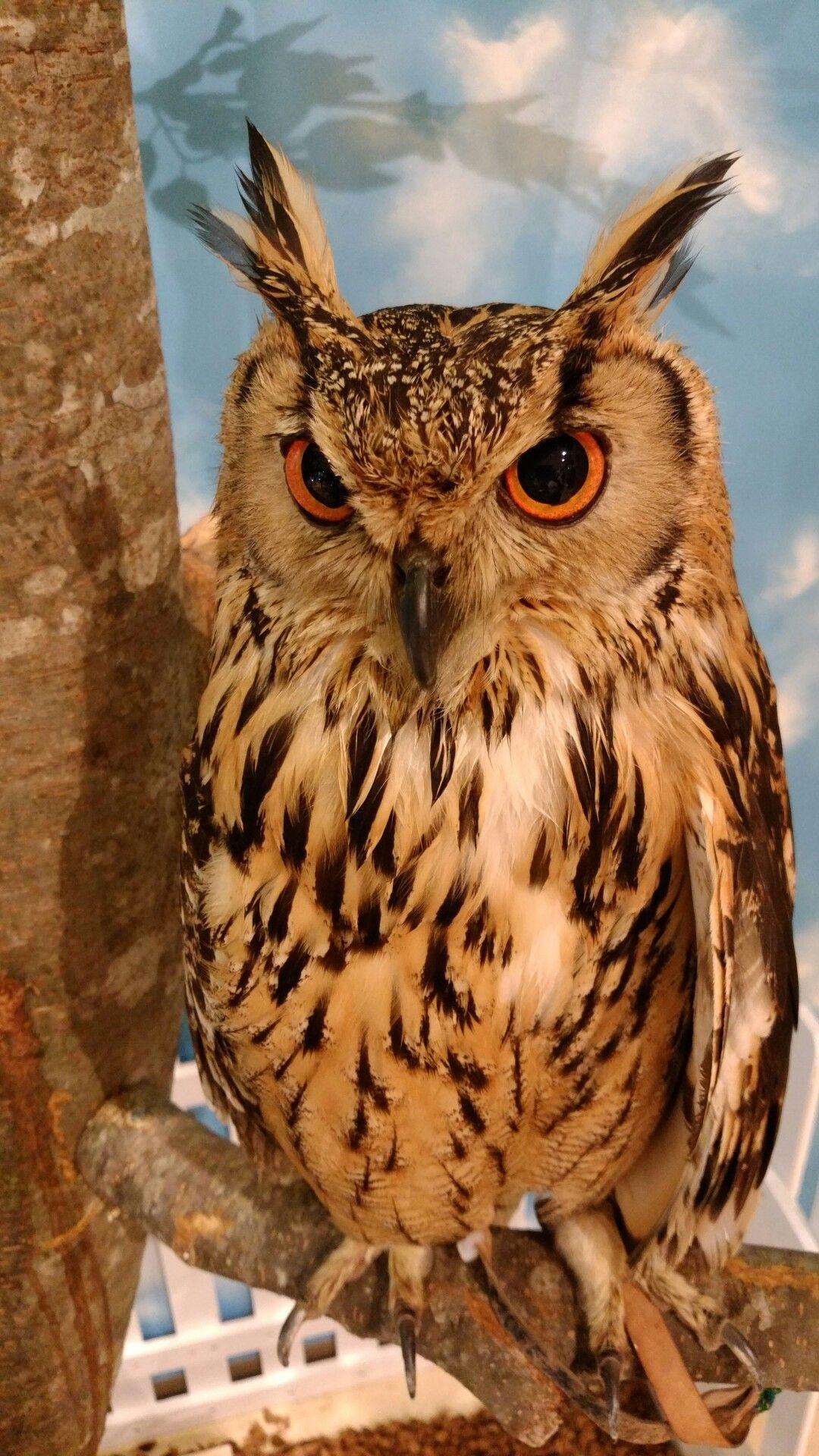 Angry Owl Wallpapers - Top Free Angry Owl Backgrounds - WallpaperAccess