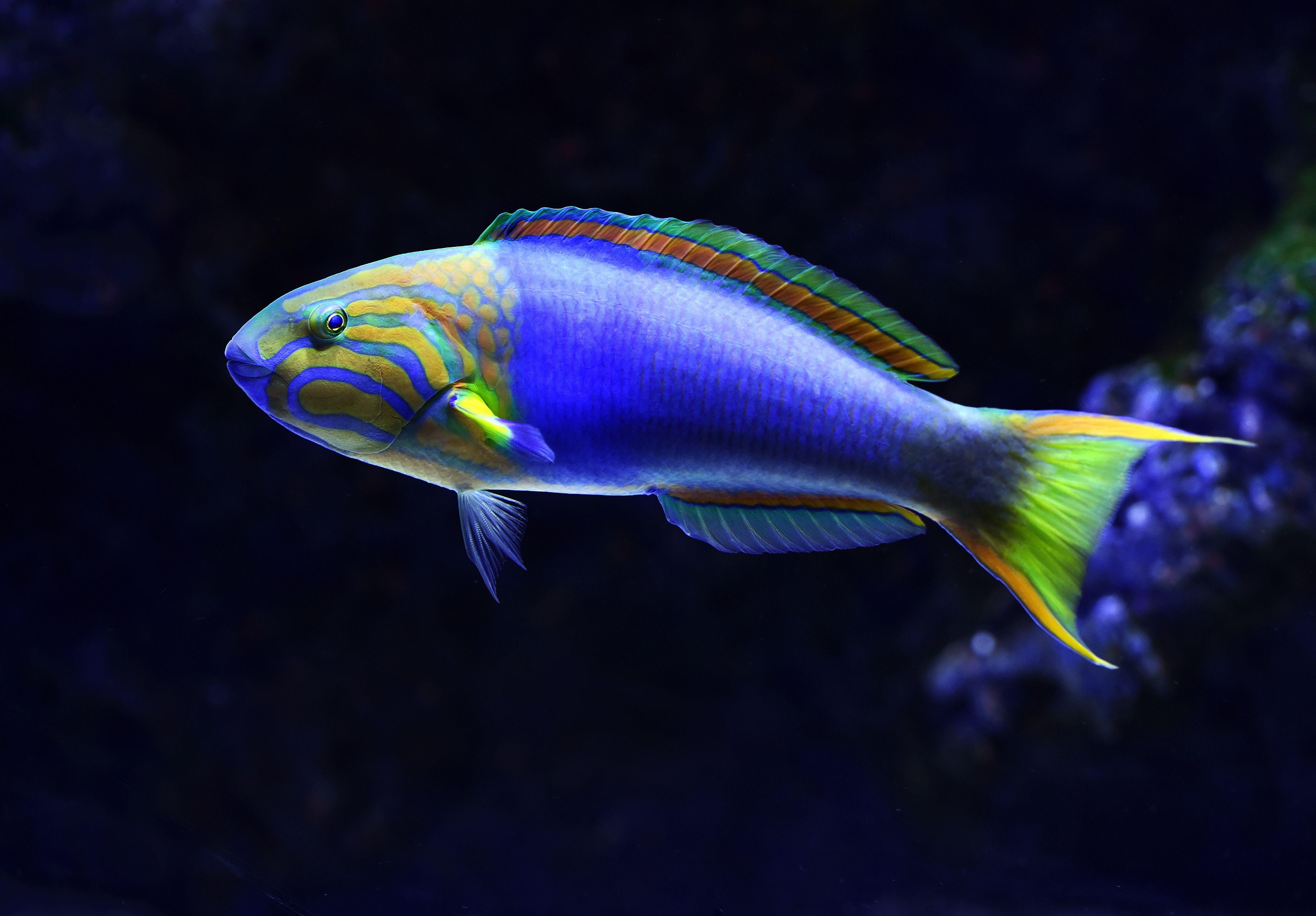 Color Fish Wallpapers - Top Free Color Fish Backgrounds - WallpaperAccess