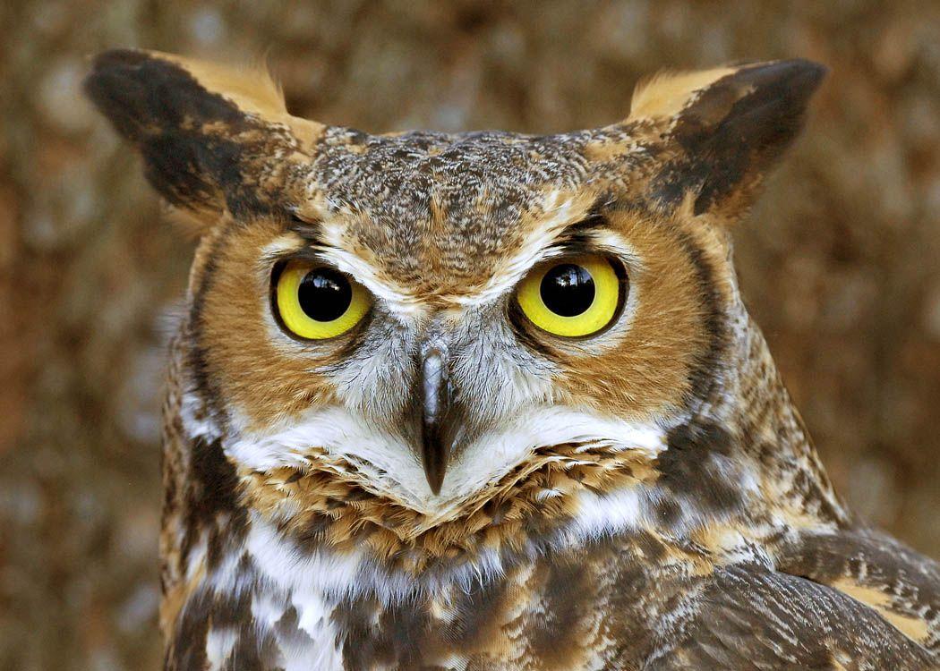 Angry Owl Wallpapers - Top Free Angry Owl Backgrounds - WallpaperAccess
