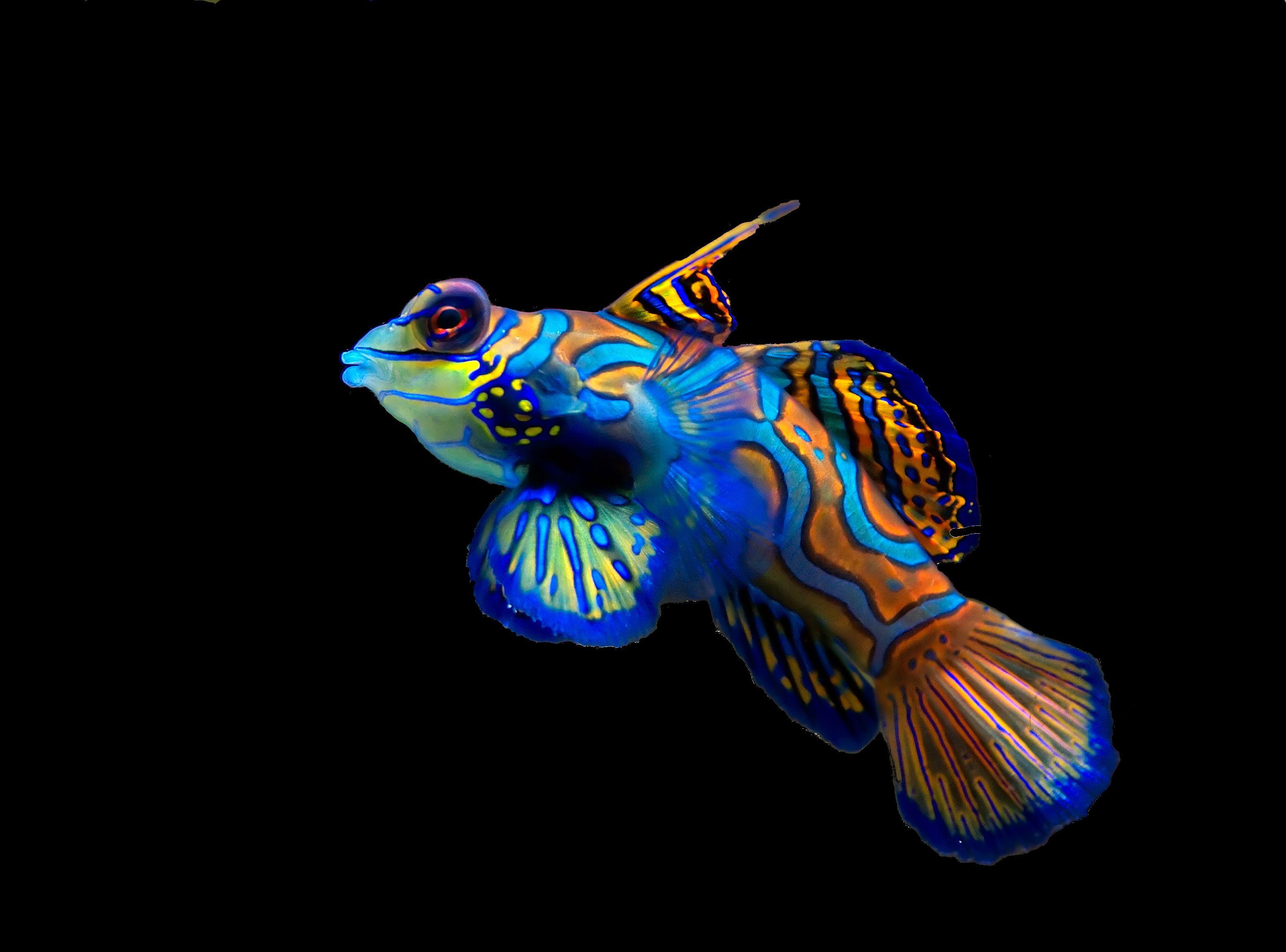 Color Fish Wallpapers - Top Free Color Fish Backgrounds - WallpaperAccess