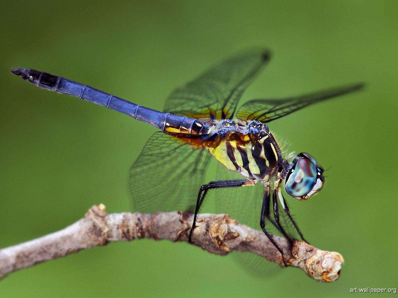 Insect Art Wallpapers - Top Free Insect Art Backgrounds - WallpaperAccess