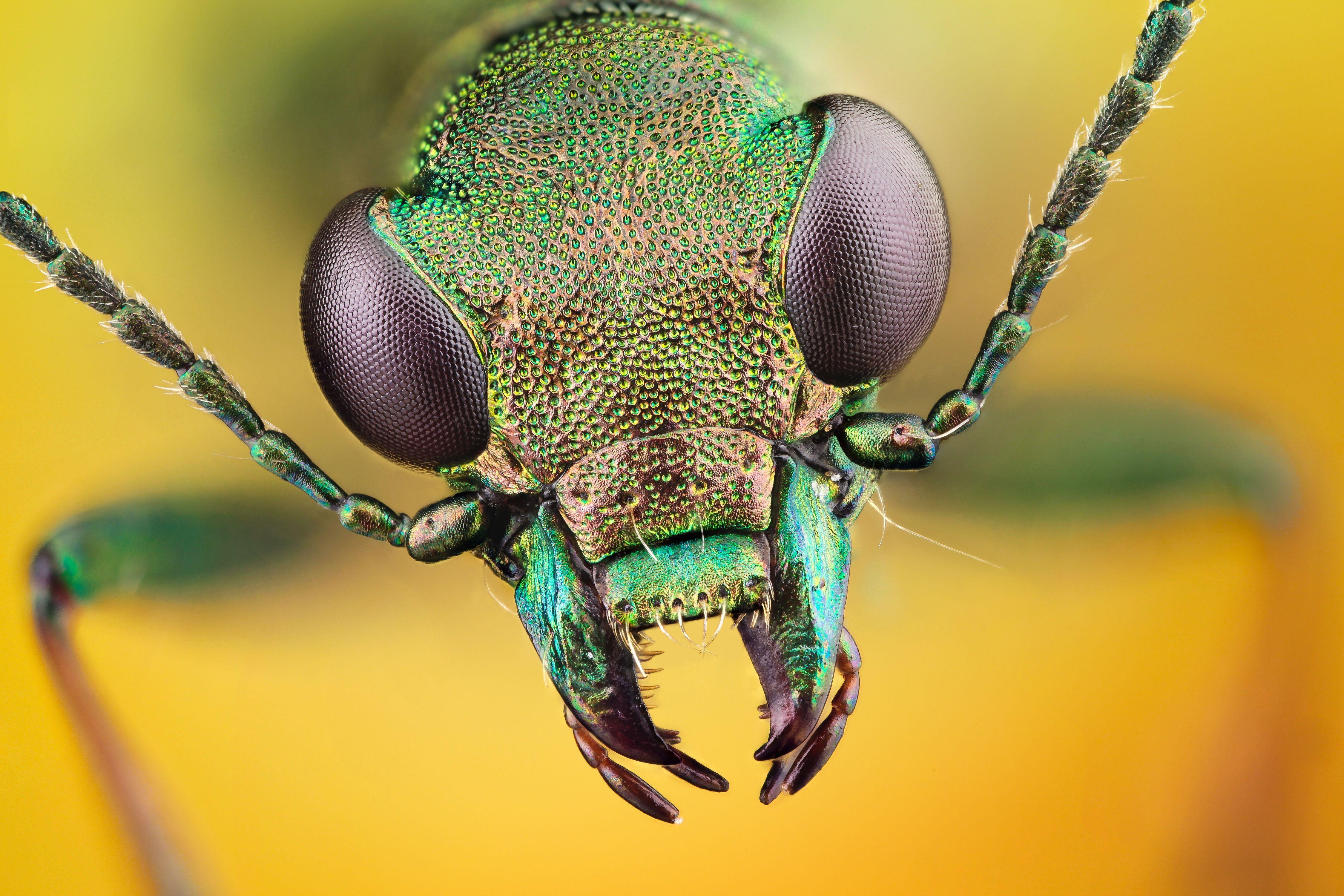 Insect Art Wallpapers - Top Free Insect Art Backgrounds - WallpaperAccess