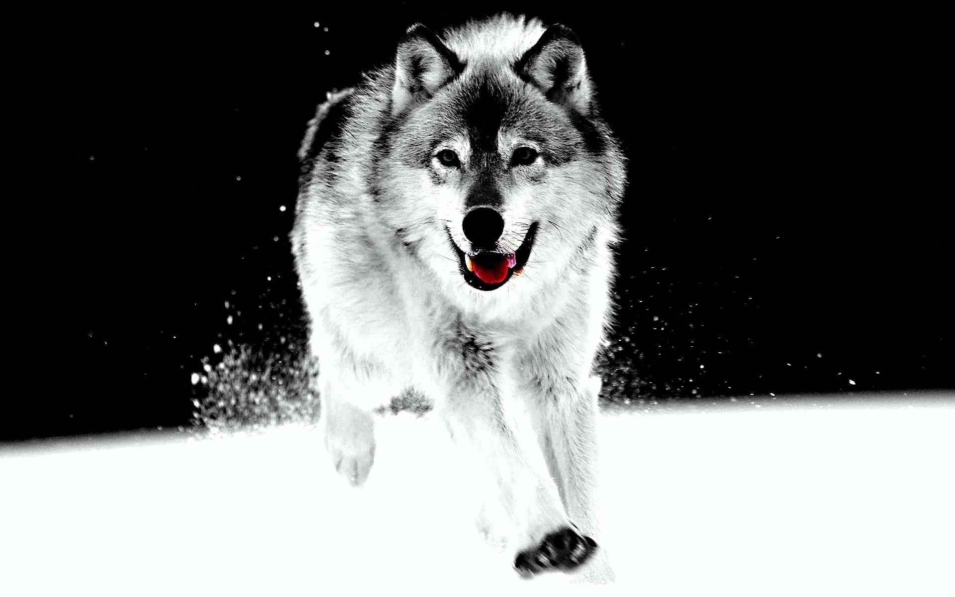 Black and White Wolf Wallpapers - Top Free Black and White Wolf ...