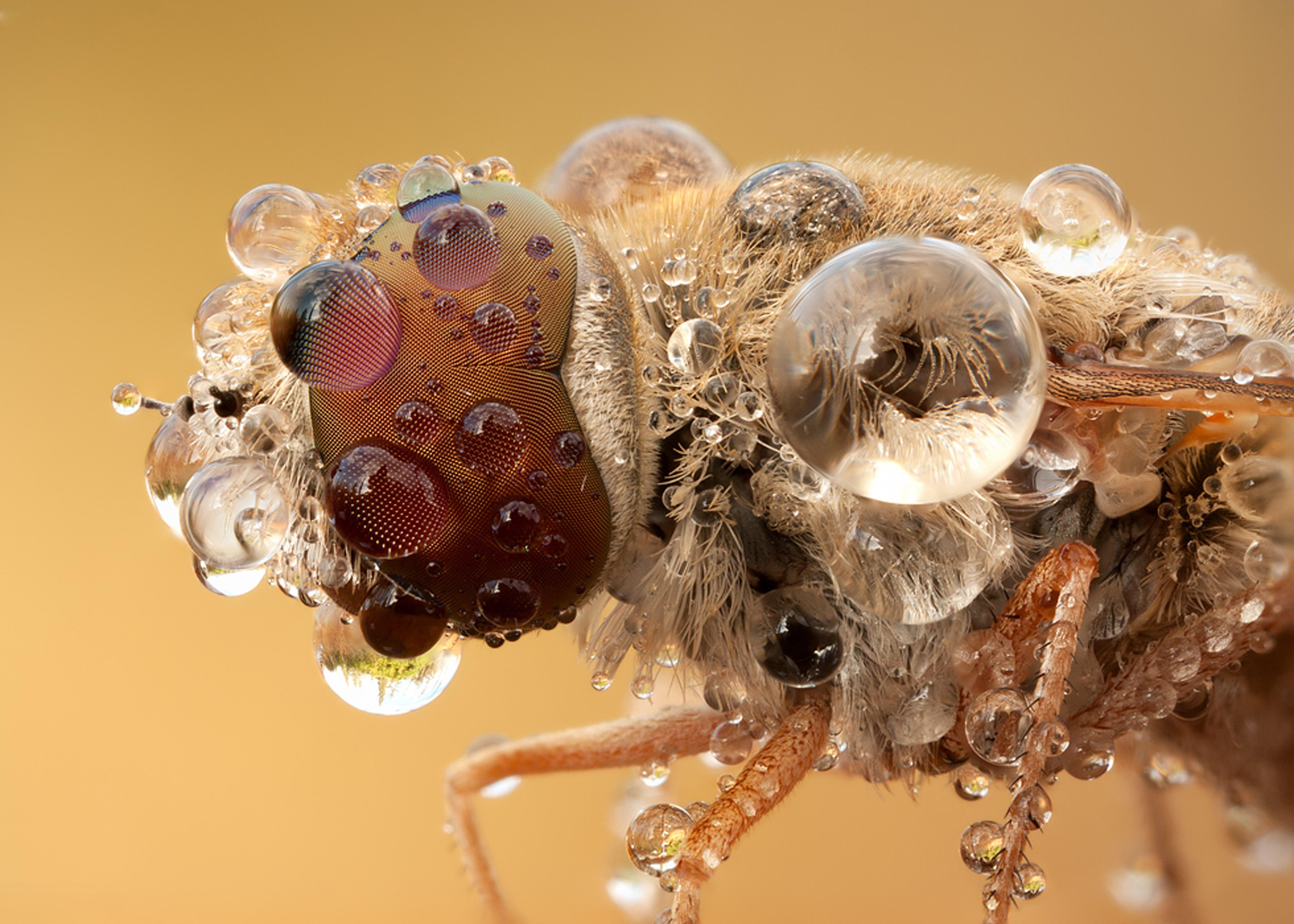 Insect Art Wallpapers - Top Free Insect Art Backgrounds - WallpaperAccess