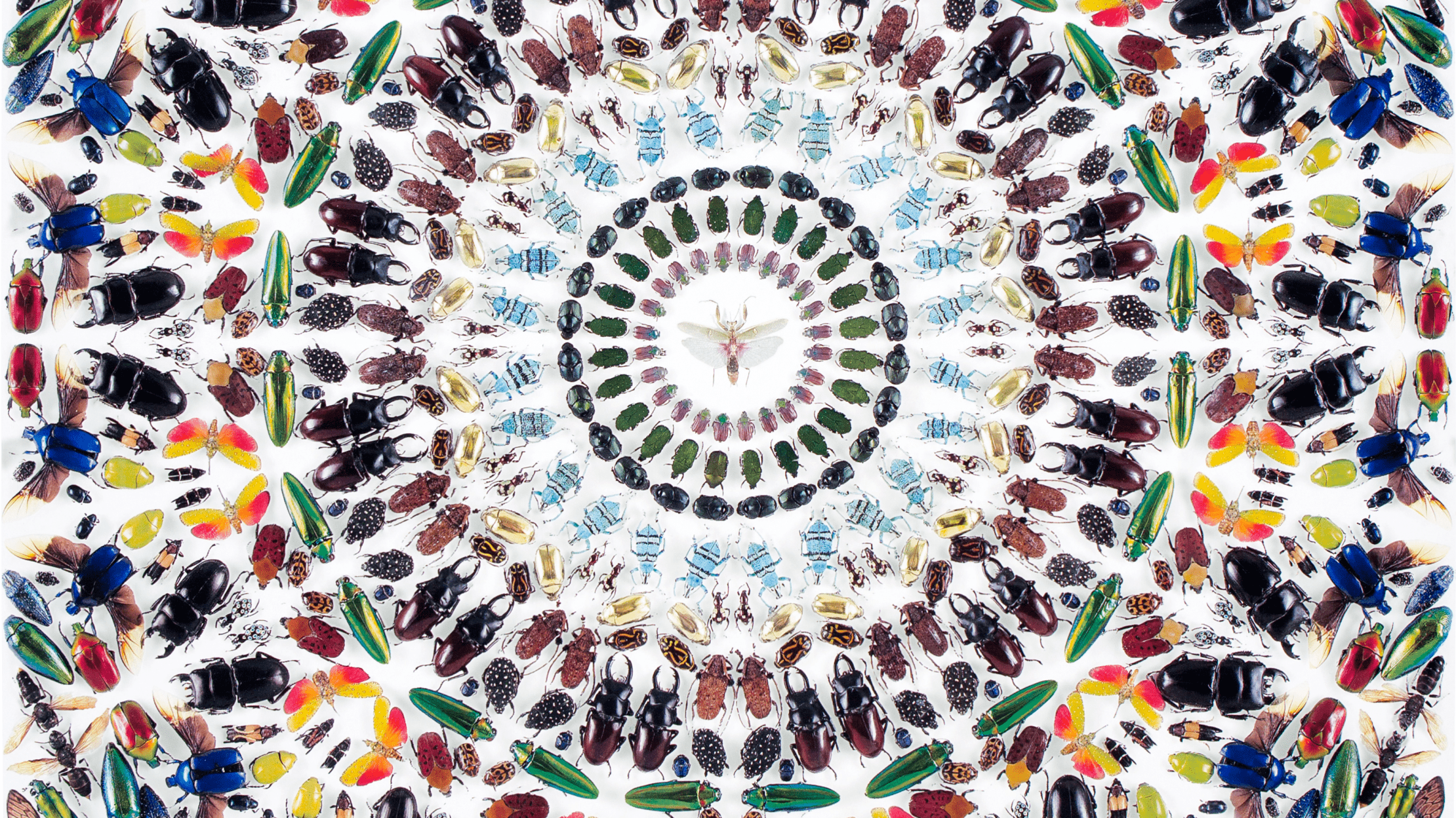 Insect Art Wallpapers - Top Free Insect Art Backgrounds - WallpaperAccess