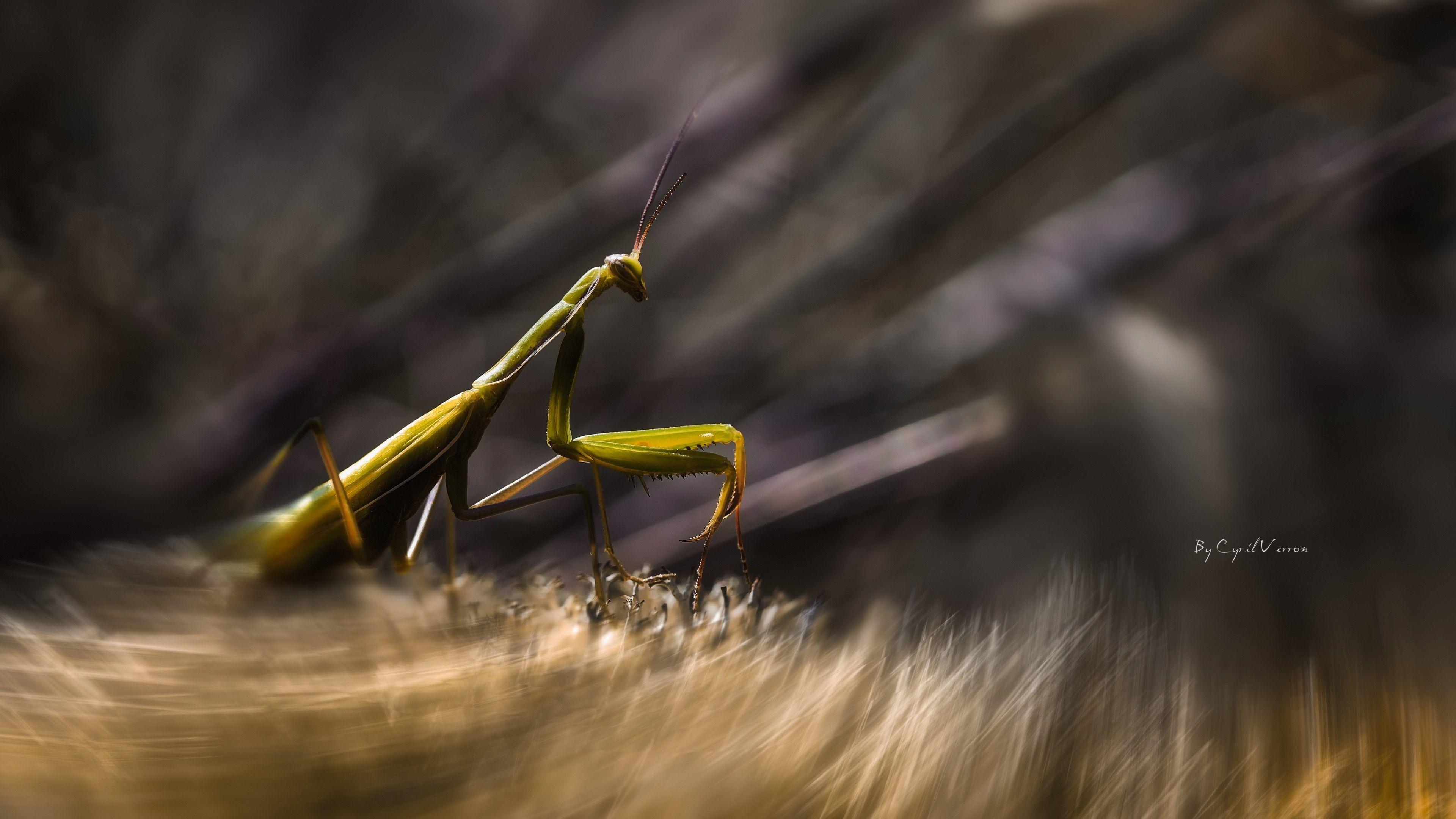 Insect Art Wallpapers - Top Free Insect Art Backgrounds - WallpaperAccess