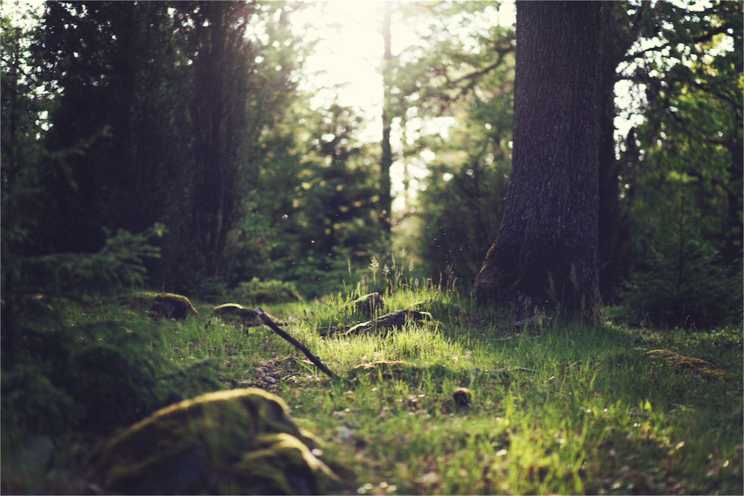 Forest Ground Wallpapers - Top Free Forest Ground Backgrounds ...