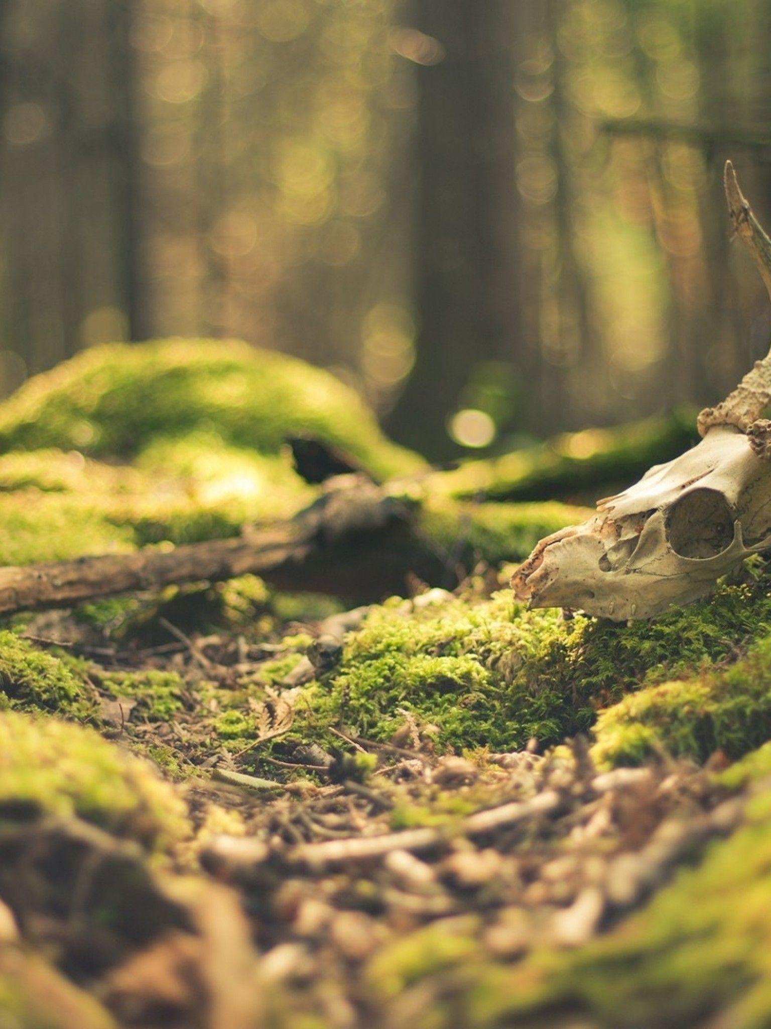 Forest Ground Wallpapers - Top Free Forest Ground Backgrounds ...