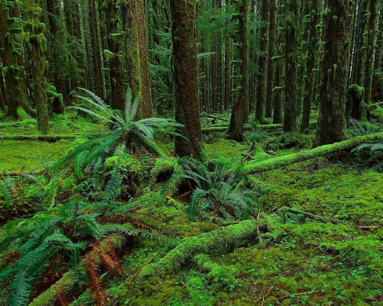 Forest Ground Wallpapers - Top Free Forest Ground Backgrounds ...