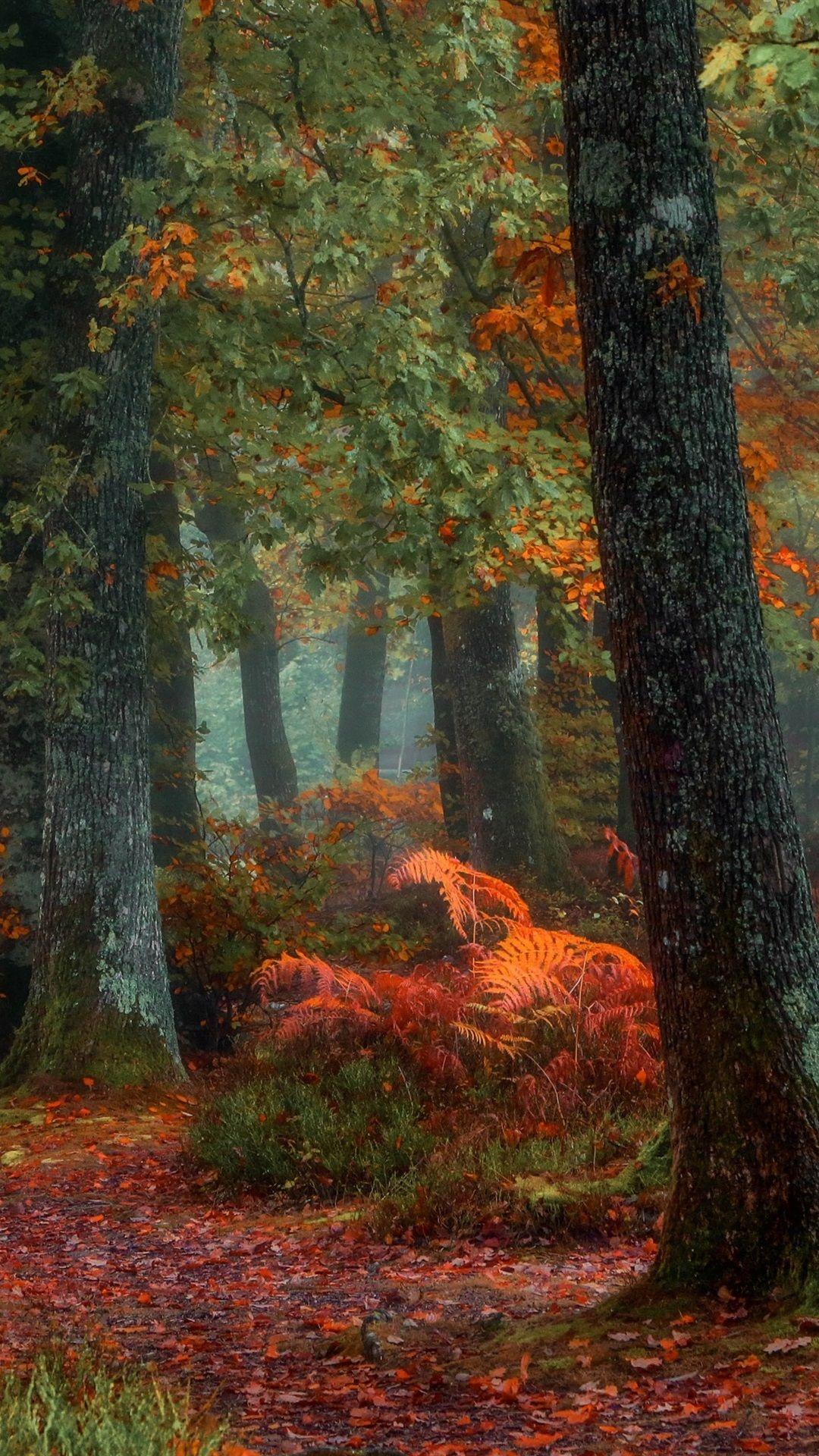 Forest Ground Wallpapers - Top Free Forest Ground Backgrounds ...