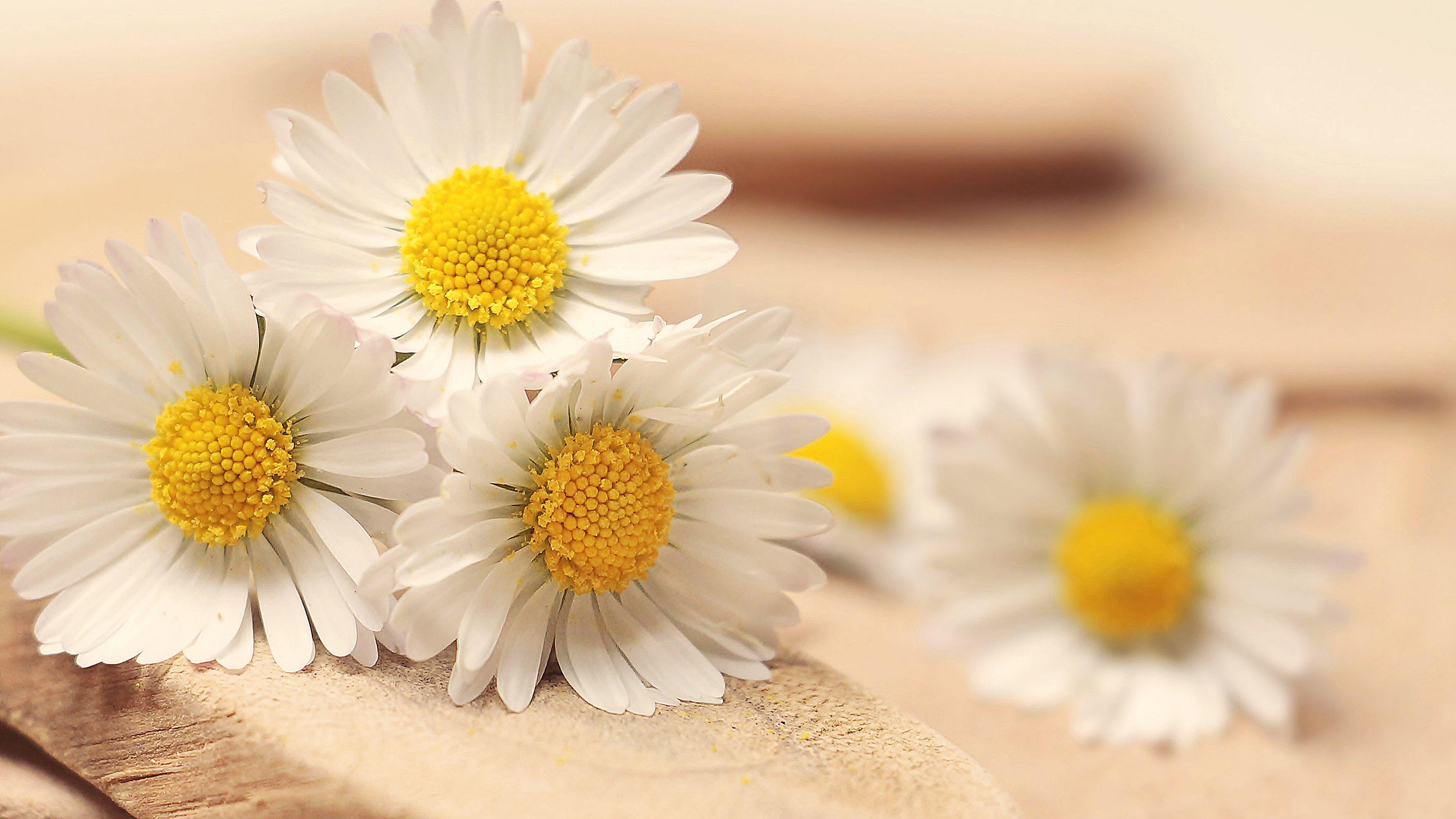 Simple Daisy Computer Wallpapers - Top Free Simple Daisy Computer ...