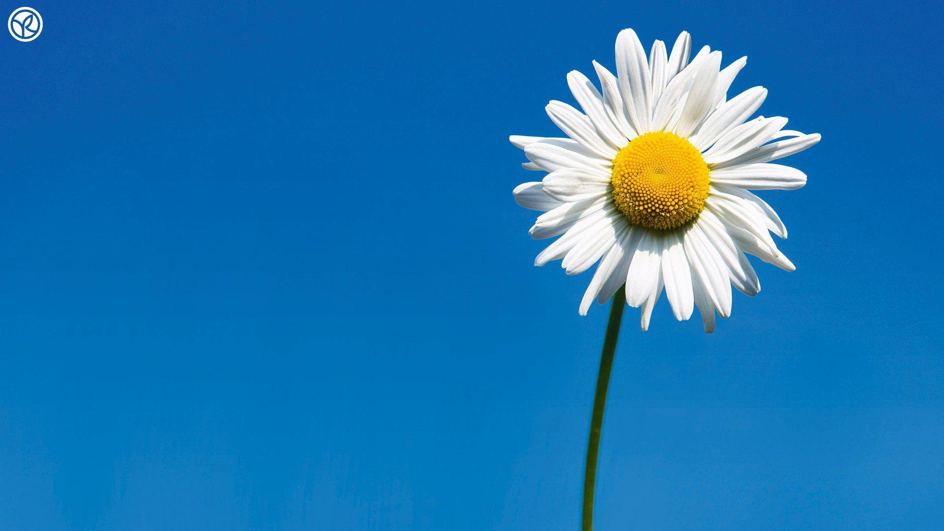 Simple Daisy Computer Wallpapers - Top Free Simple Daisy Computer ...