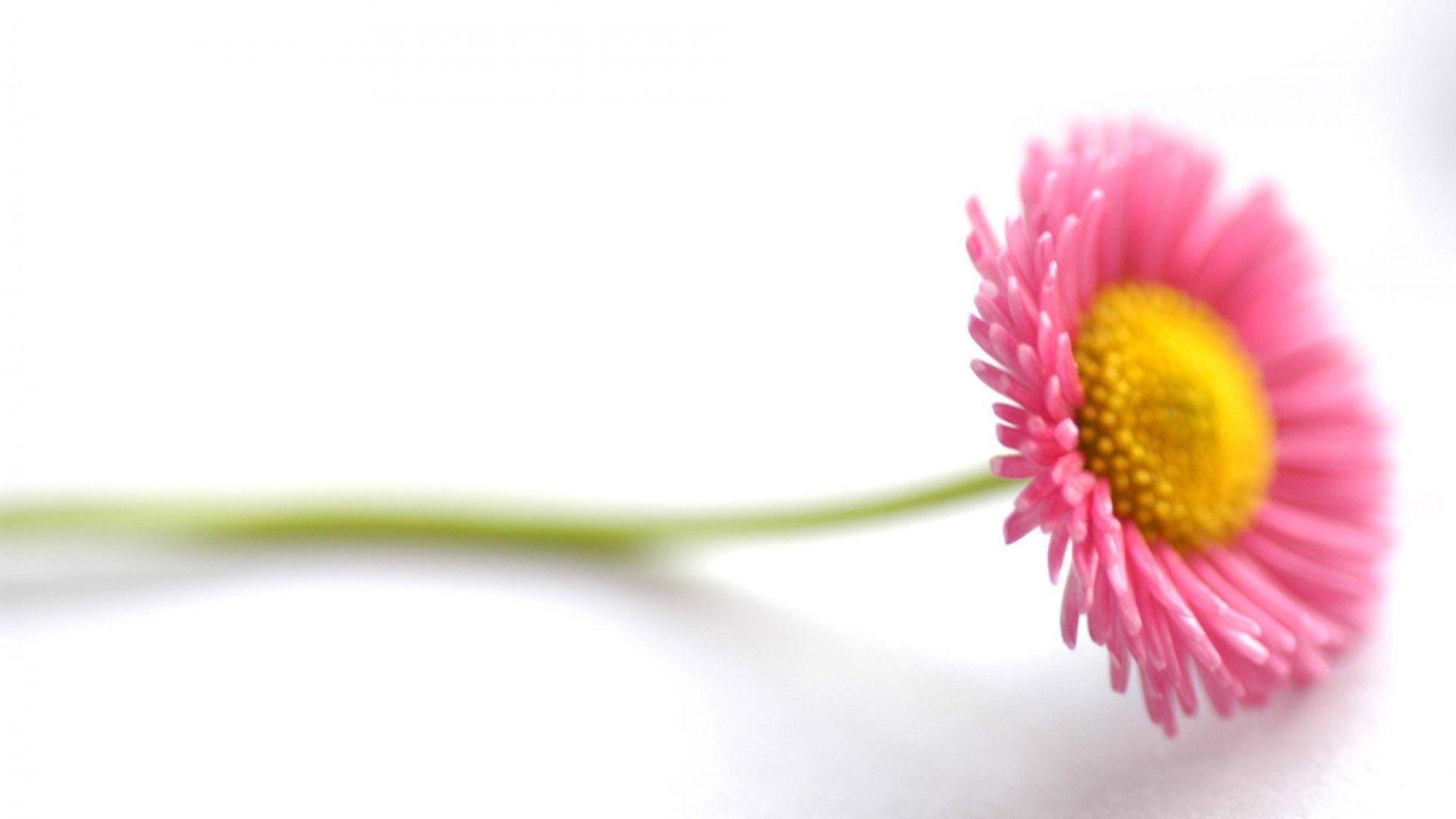 Simple Daisy Computer Wallpapers - Top Free Simple Daisy Computer ...