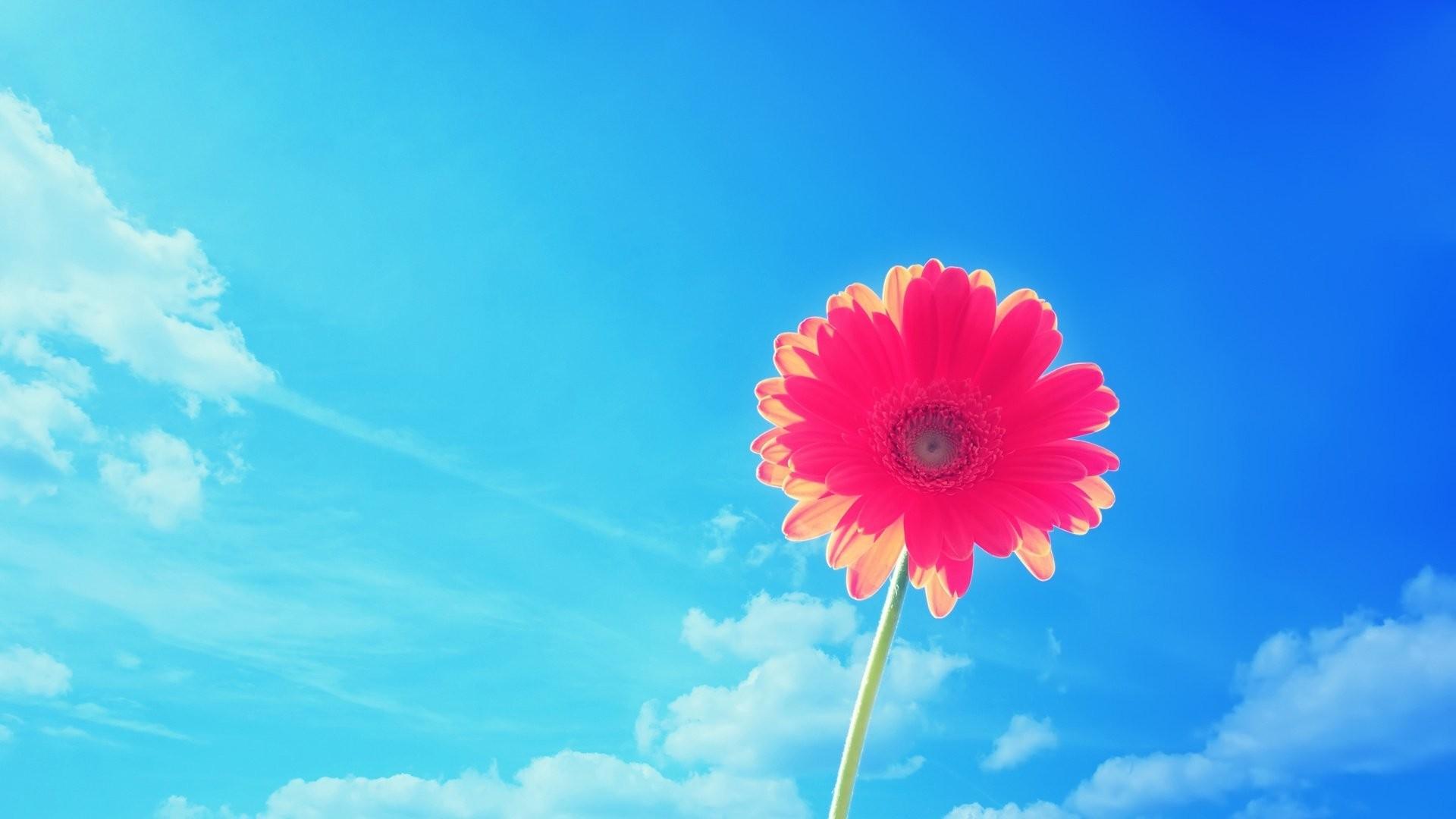 Simple Daisy Computer Wallpapers - Top Free Simple Daisy Computer ...