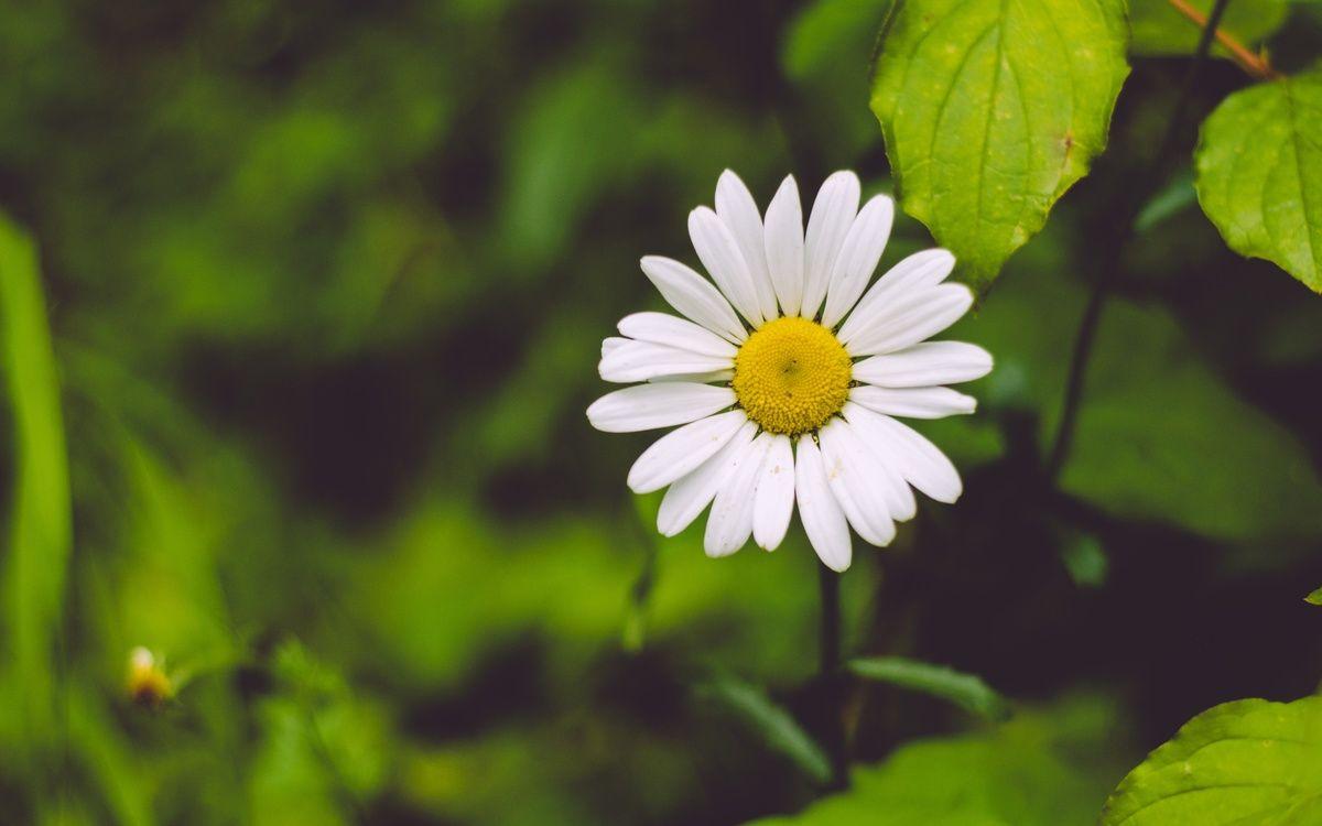Simple Daisy Computer Wallpapers - Top Free Simple Daisy Computer ...