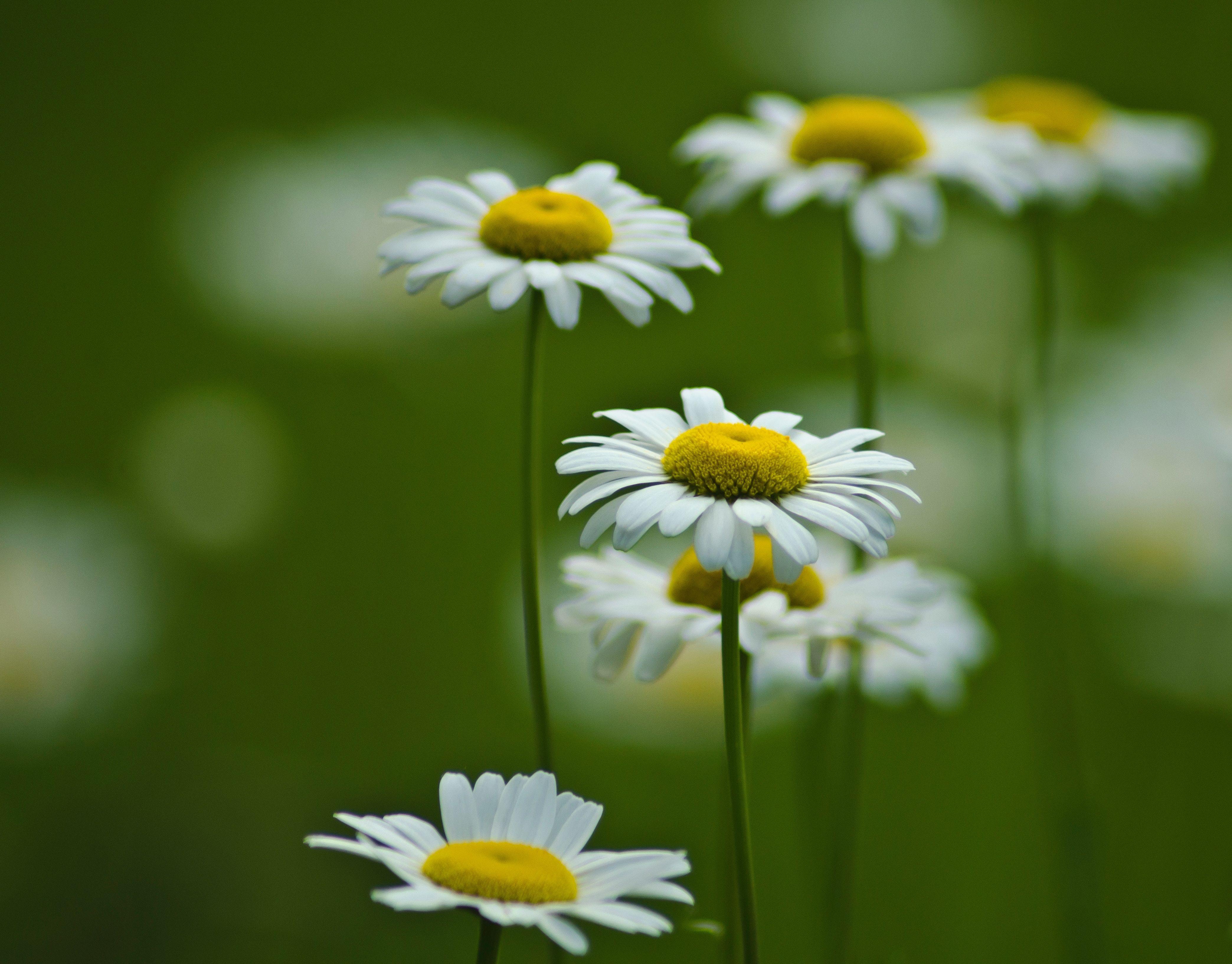 Simple Daisy Computer Wallpapers - Top Free Simple Daisy Computer ...