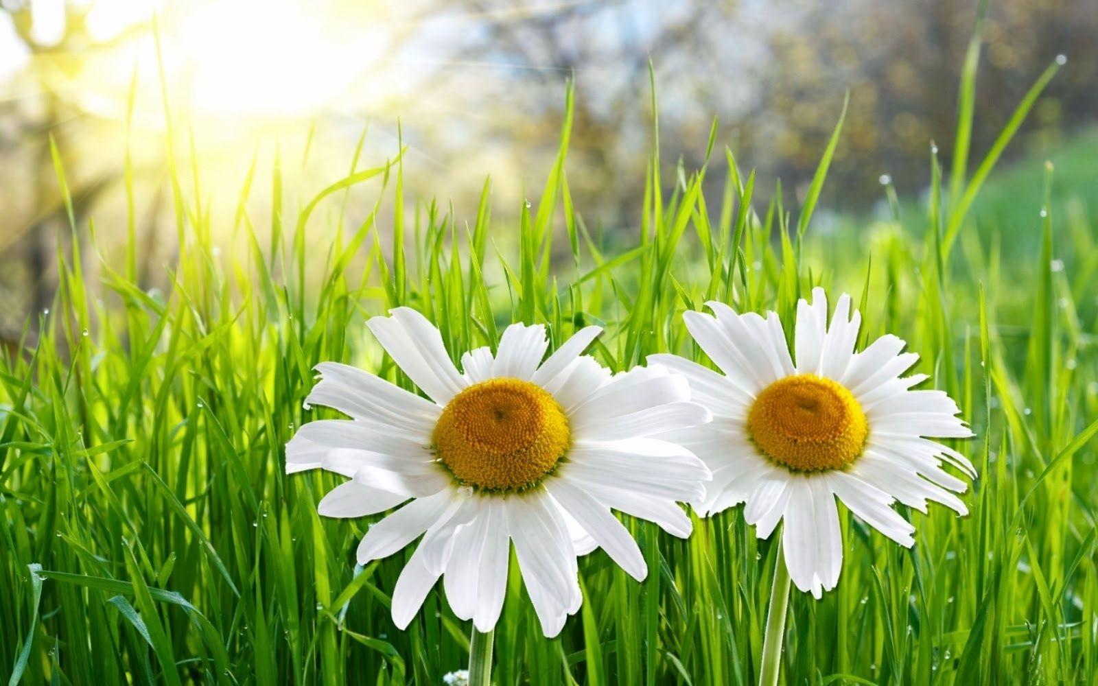 Simple Daisy Computer Wallpapers - Top Free Simple Daisy Computer ...