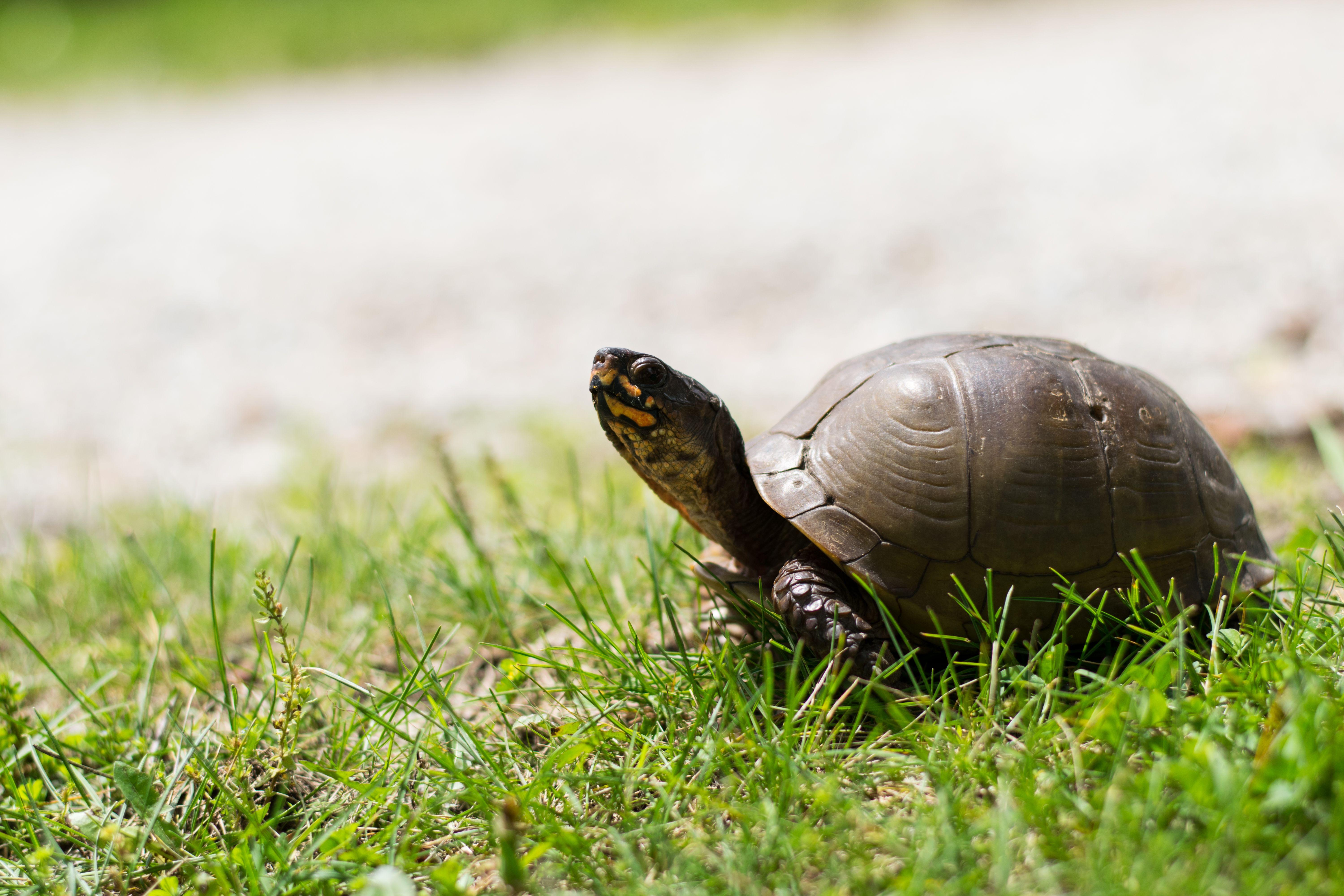 6000x4000 Wallpapers - Top Free 6000x4000 Backgrounds - WallpaperAccess