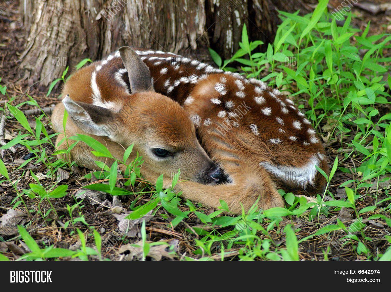 Fawn Wallpapers - Top Free Fawn Backgrounds - WallpaperAccess