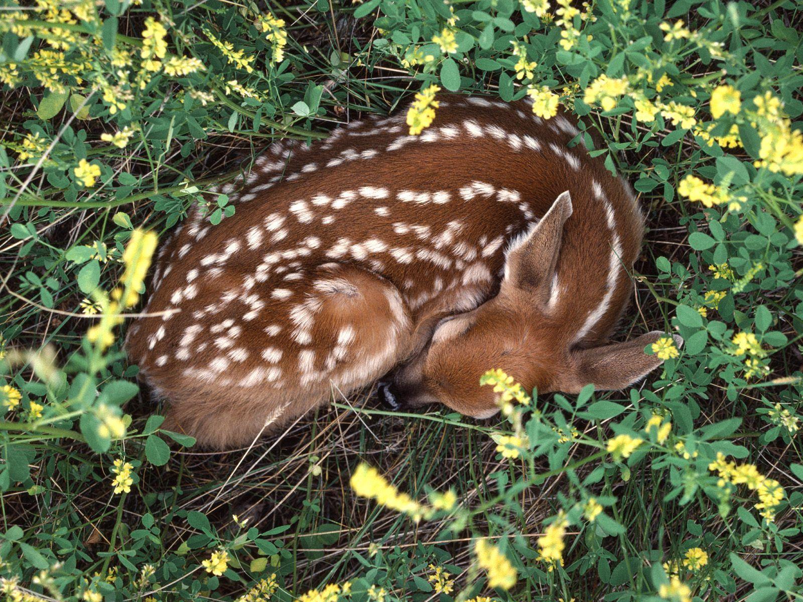 Fawn Wallpapers - Top Free Fawn Backgrounds - WallpaperAccess