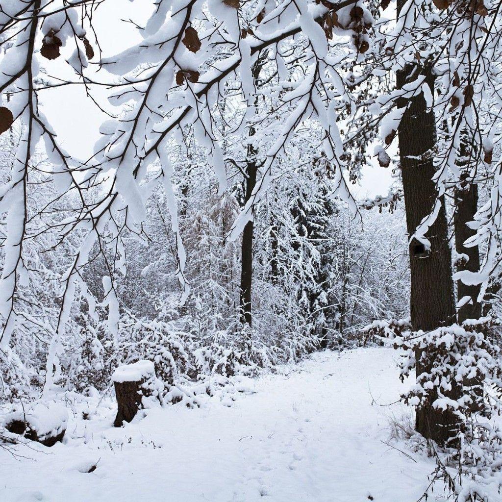 Snowy Day Wallpapers - Top Free Snowy Day Backgrounds - WallpaperAccess
