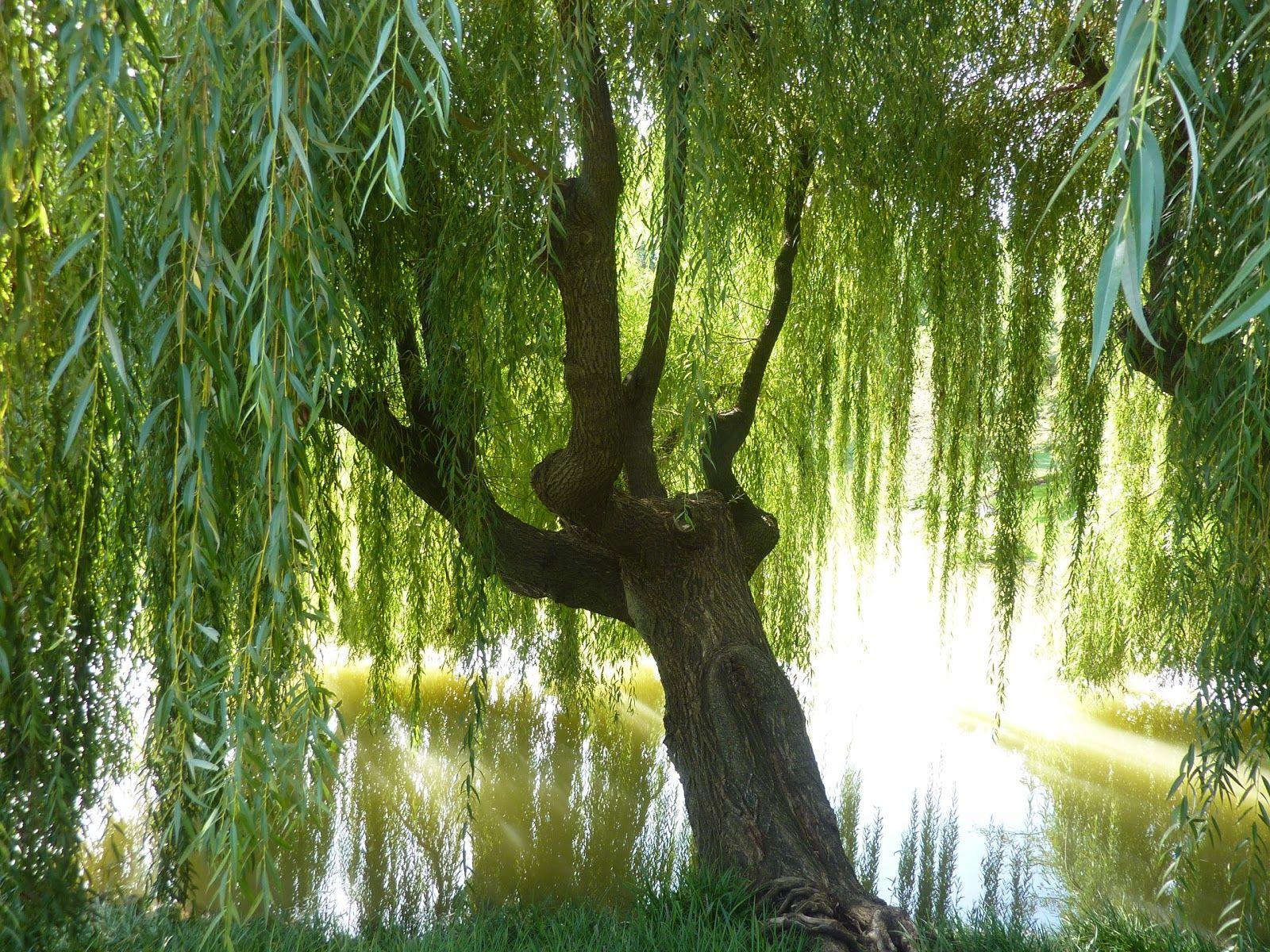 Weeping Willow Wallpapers - Top Free Weeping Willow Backgrounds ...