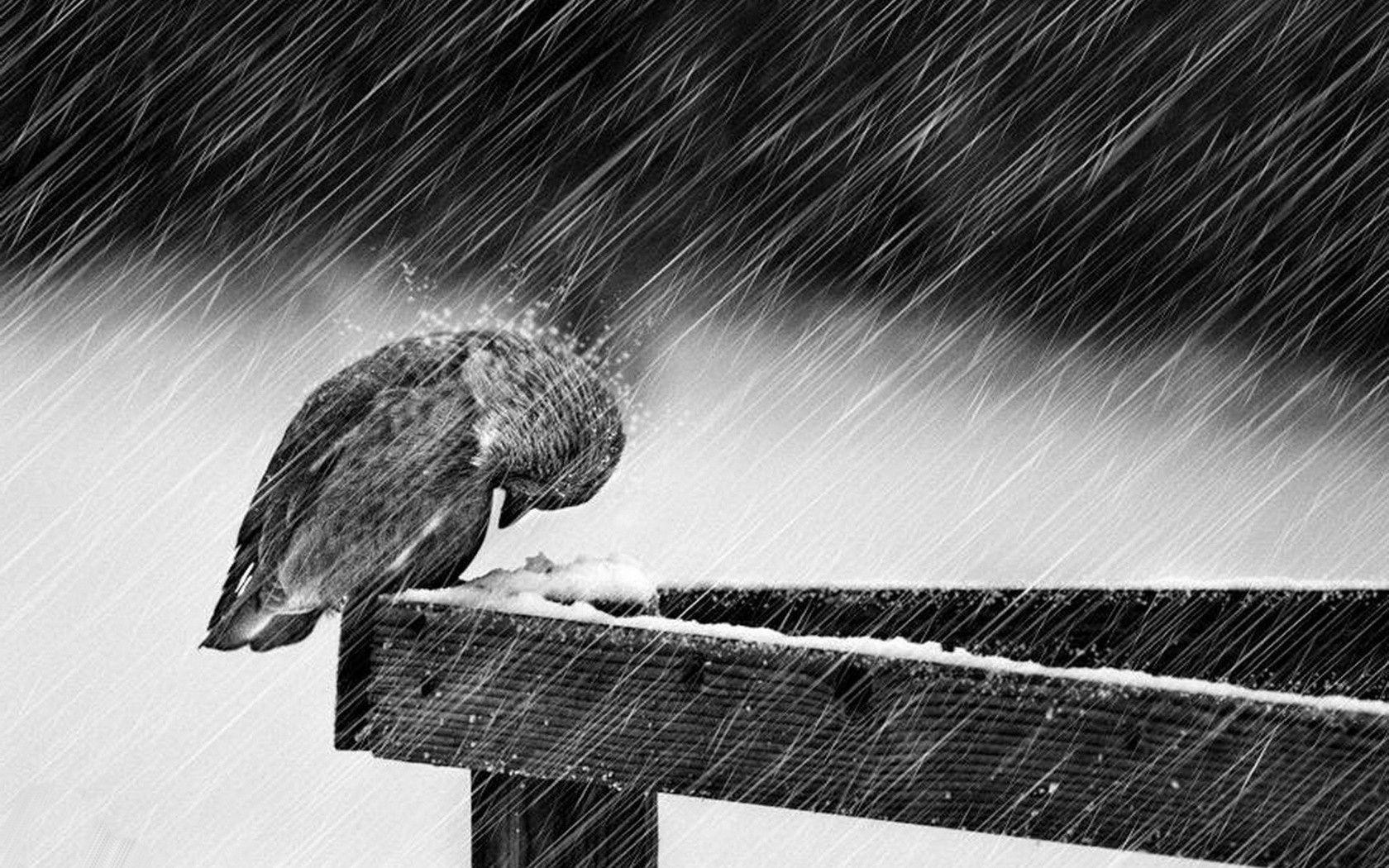 Rain Bird Wallpapers - Top Free Rain Bird Backgrounds - WallpaperAccess