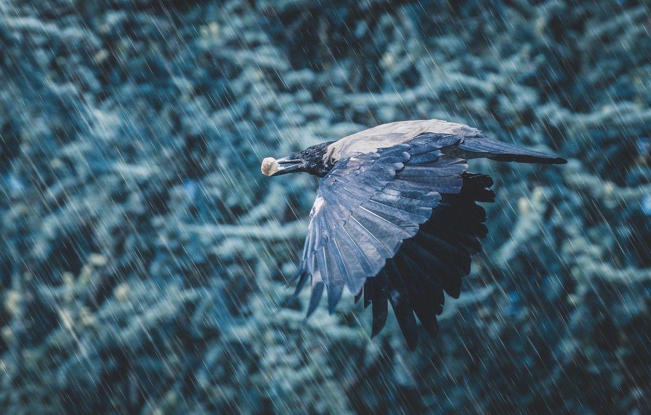 Rain Bird Wallpapers - Top Free Rain Bird Backgrounds - WallpaperAccess